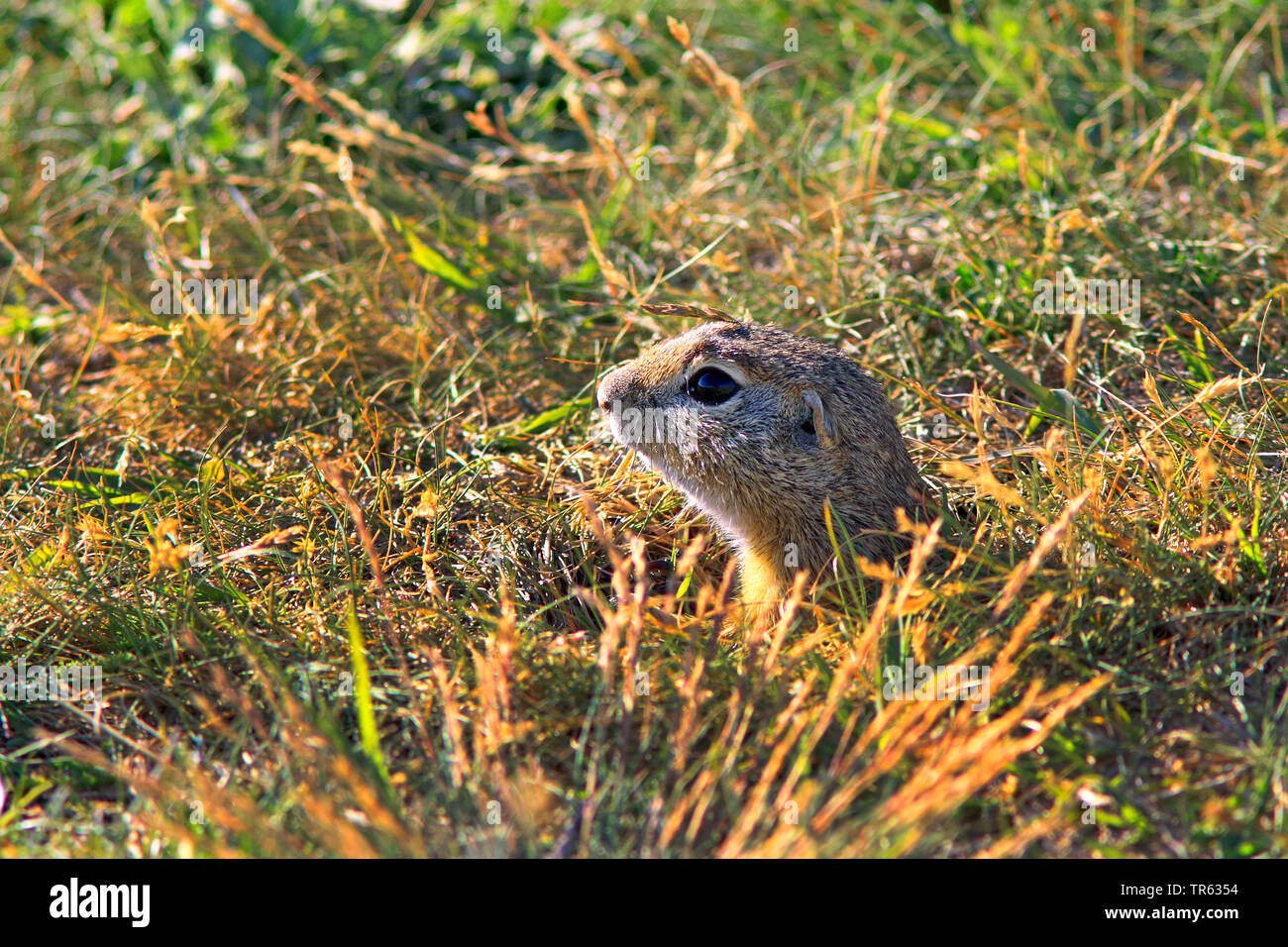 European ground squirrel, European suslik, European souslik (Marmota ...