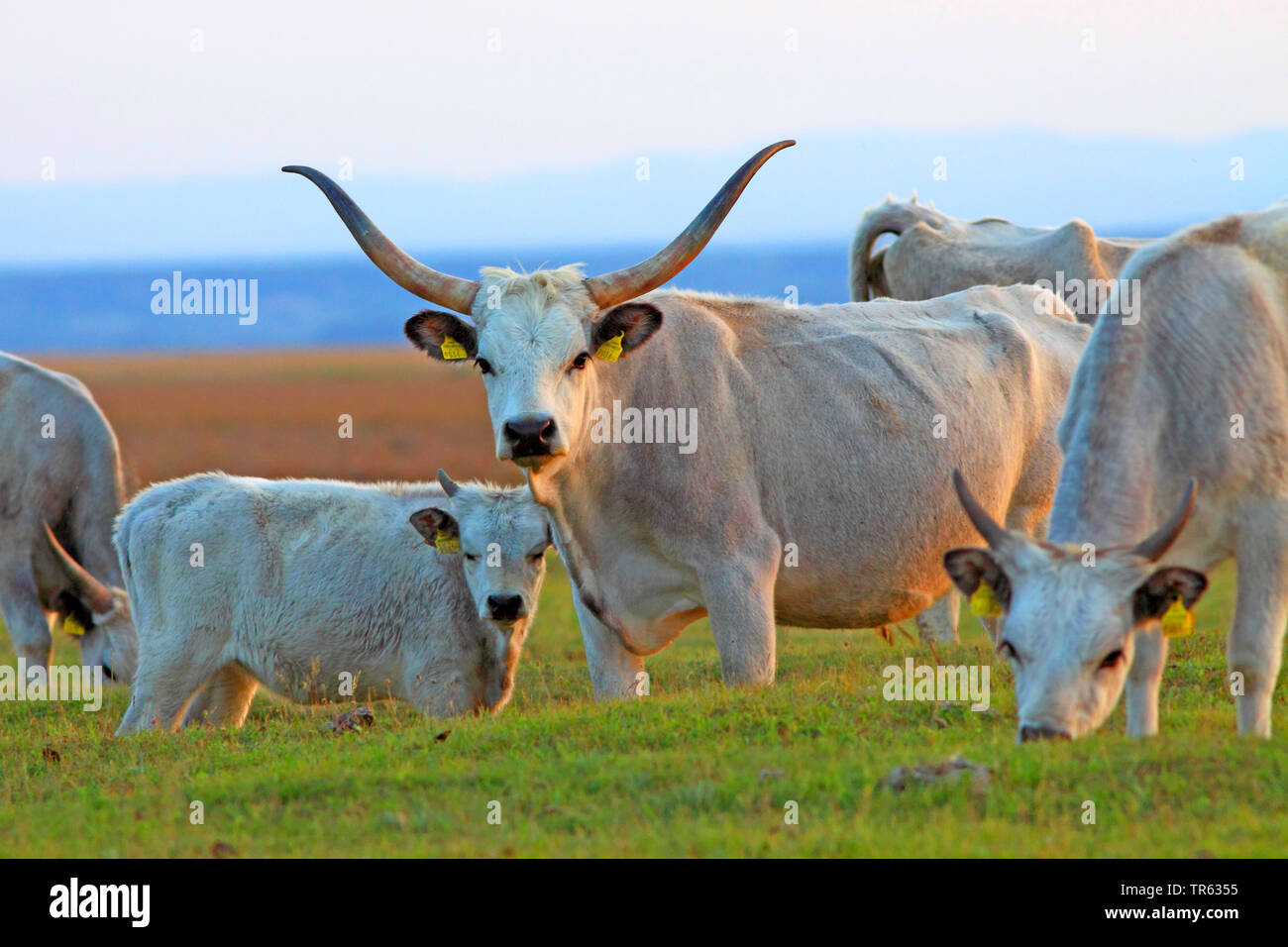 Hungarian cow breed hi-res stock photography and images - Alamy