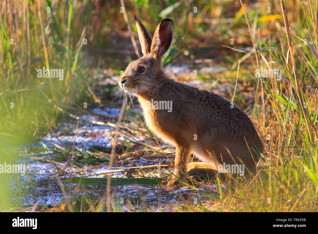 European hare, Brown hare (Lepus europaeus), sitting in a meadow, side ...