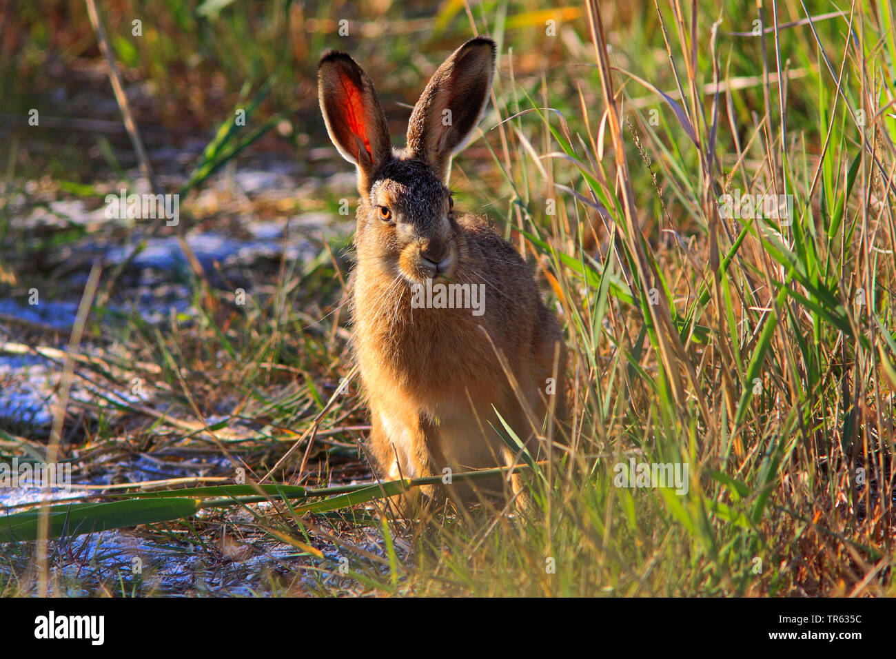 European hare, Brown hare (Lepus europaeus), sitting in a meadow, front ...