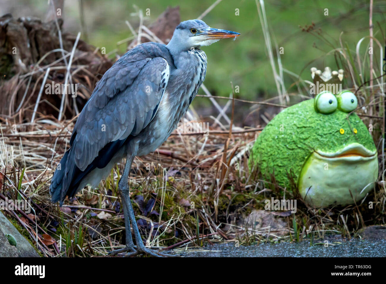 grey heron (Ardea cinerea), standing beside a frog at the garden pond ...