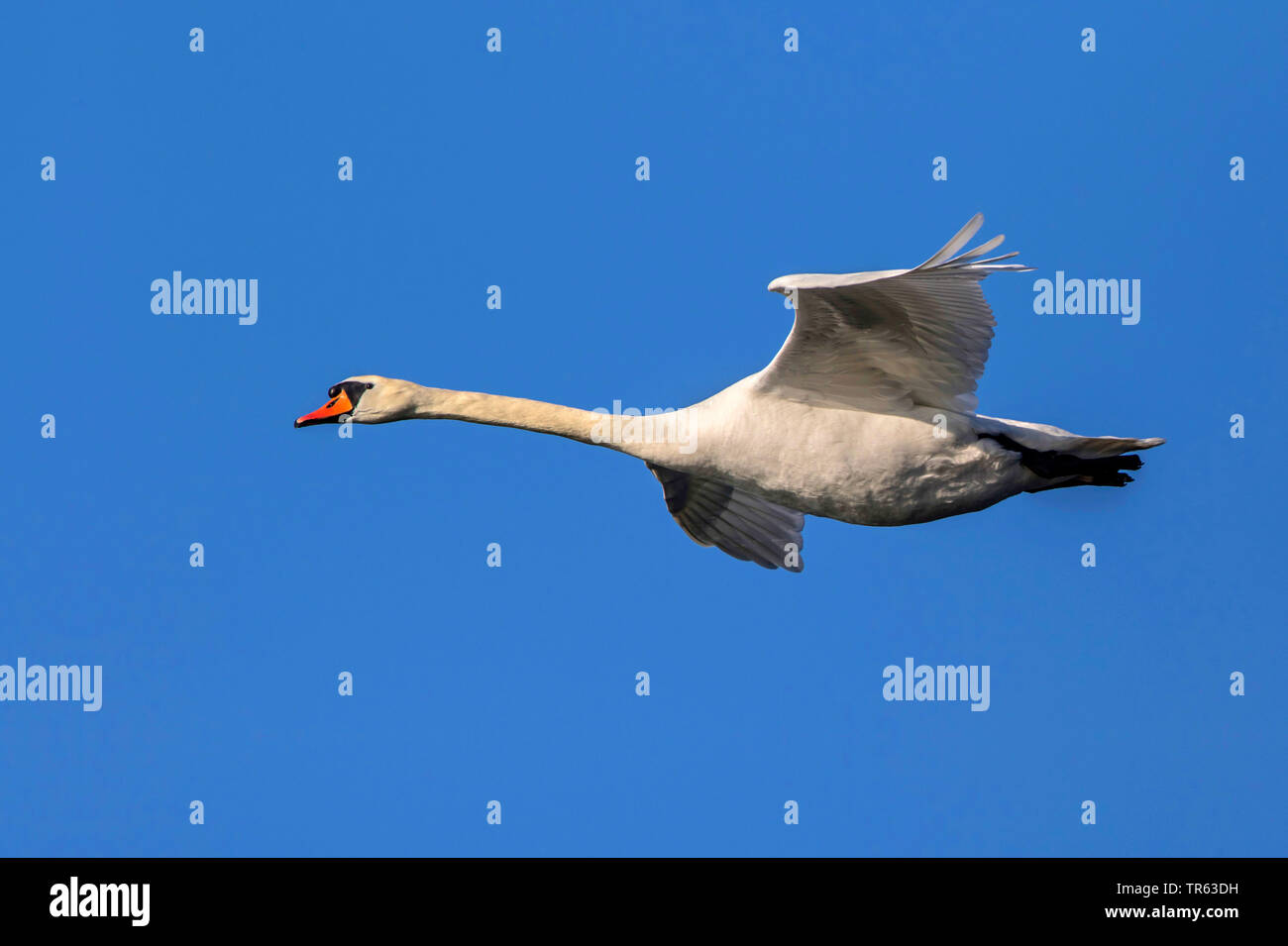 Blue swan hi-res stock photography and images - Alamy