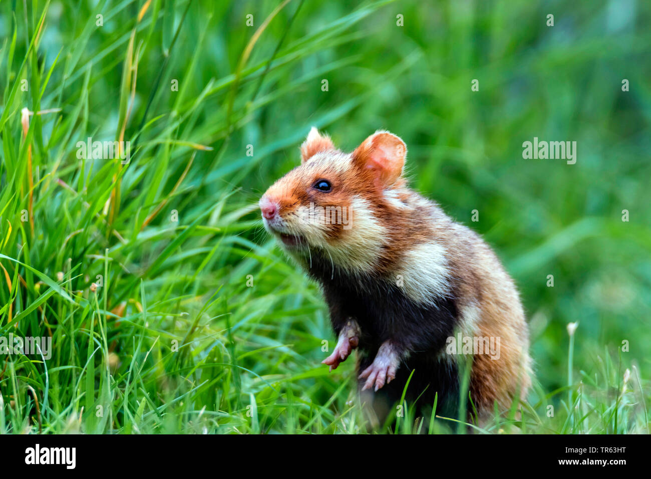 common hamster, black-bellied hamster (Cricetus cricetus), sitting ...