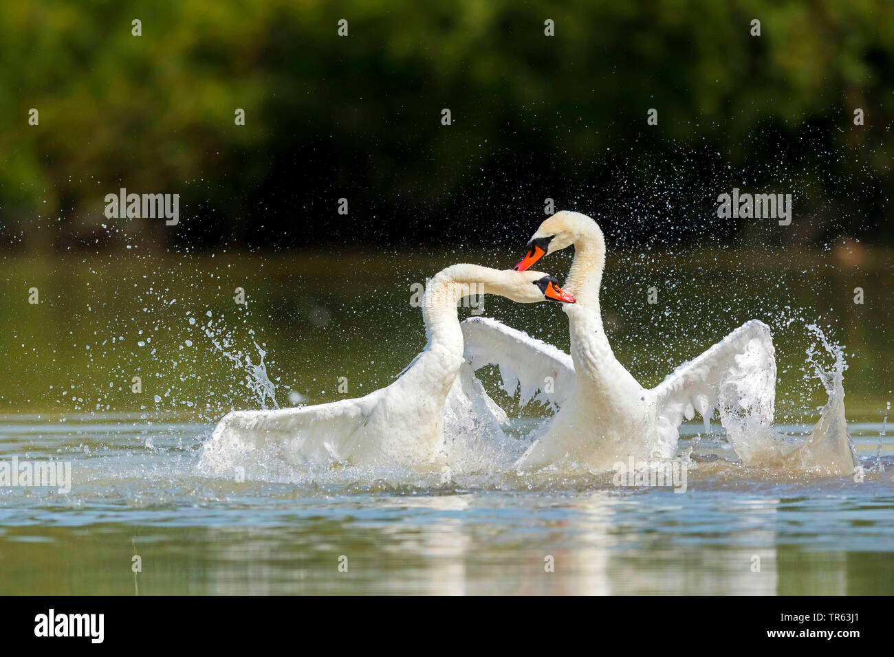 Male swans fighting hi-res stock photography and images - Alamy