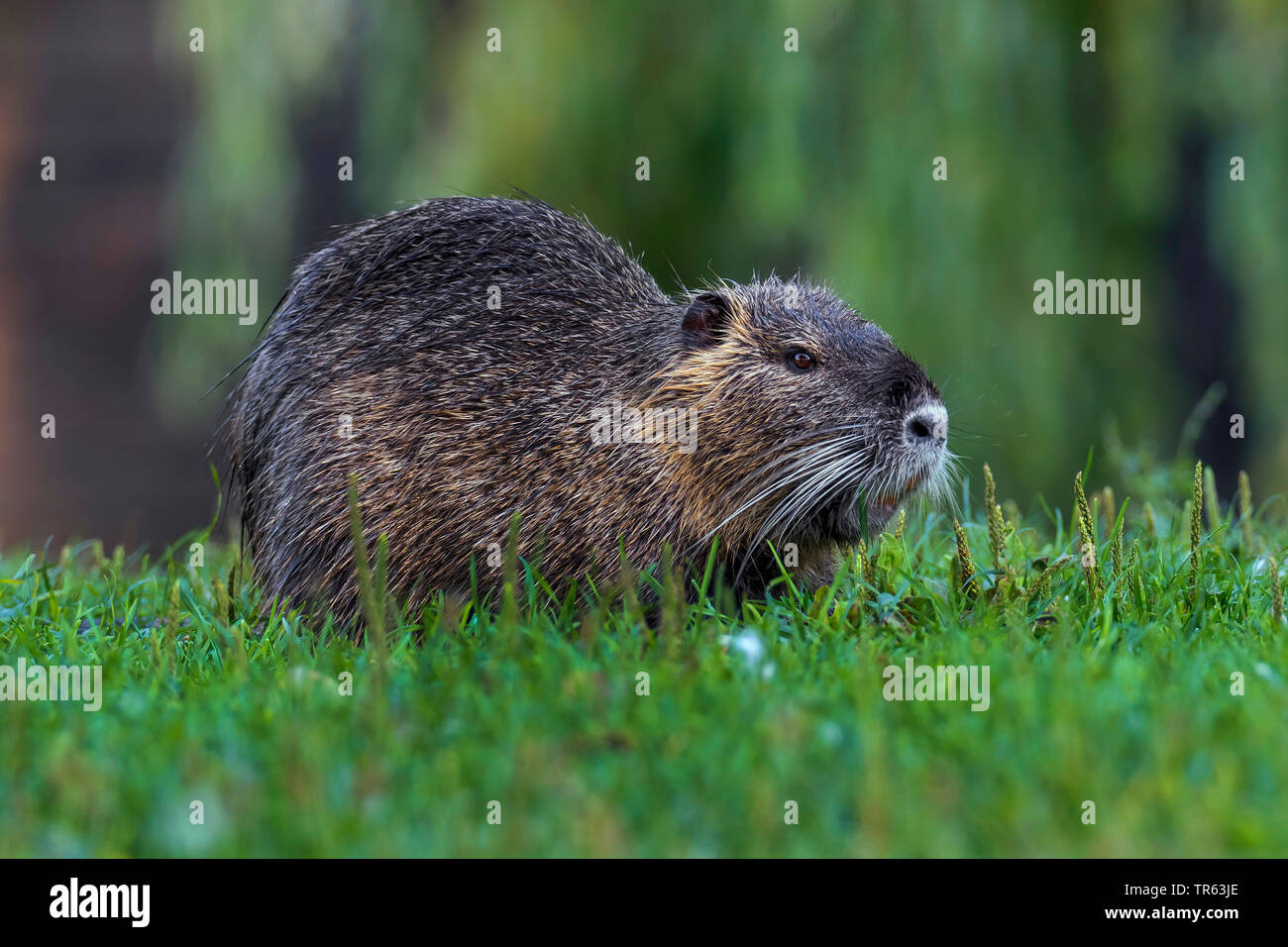 Nutria Myocastor Coypus On Meadow High Resolution Stock Photography and ...