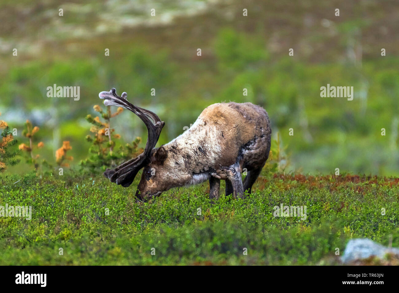 European reindeer, European caribou (Rangifer tarandus tarandus ...
