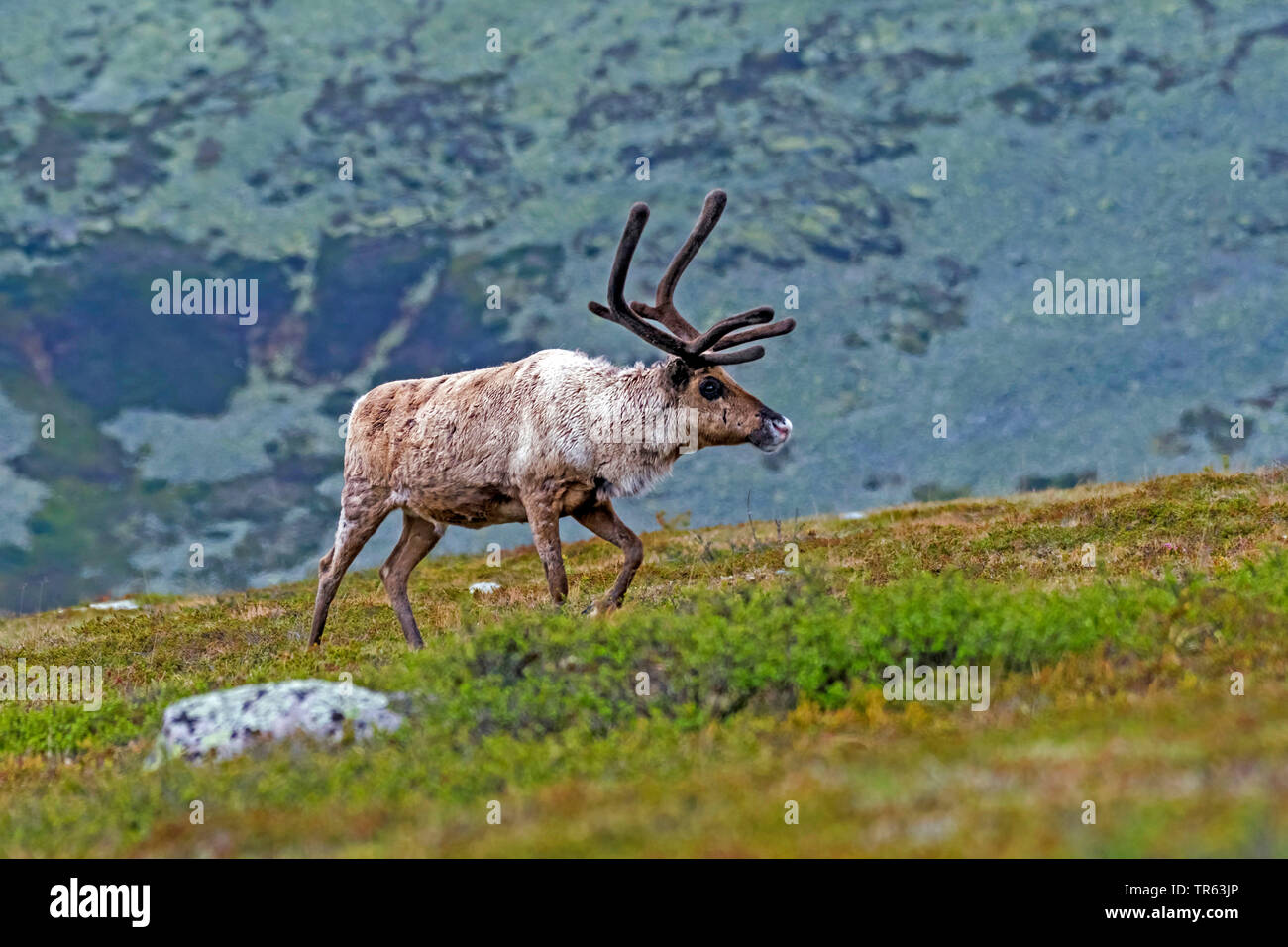 European reindeer, European caribou (Rangifer tarandus tarandus), in ...