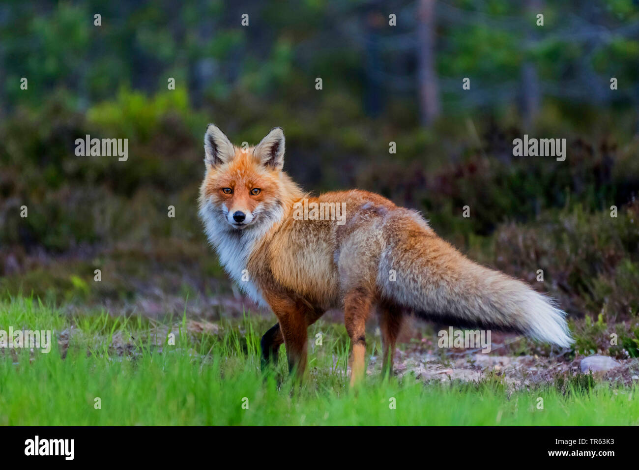 Walking backwards hi-res stock photography and images - Alamy