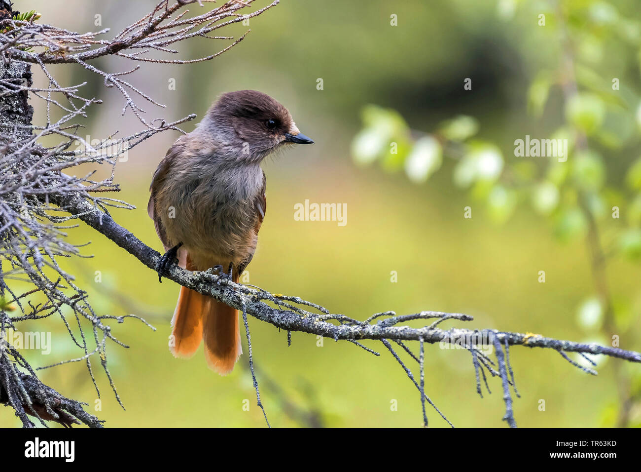 Siberian jay (Perisoreus infaustus), sitting on a branch, Norway Stock ...