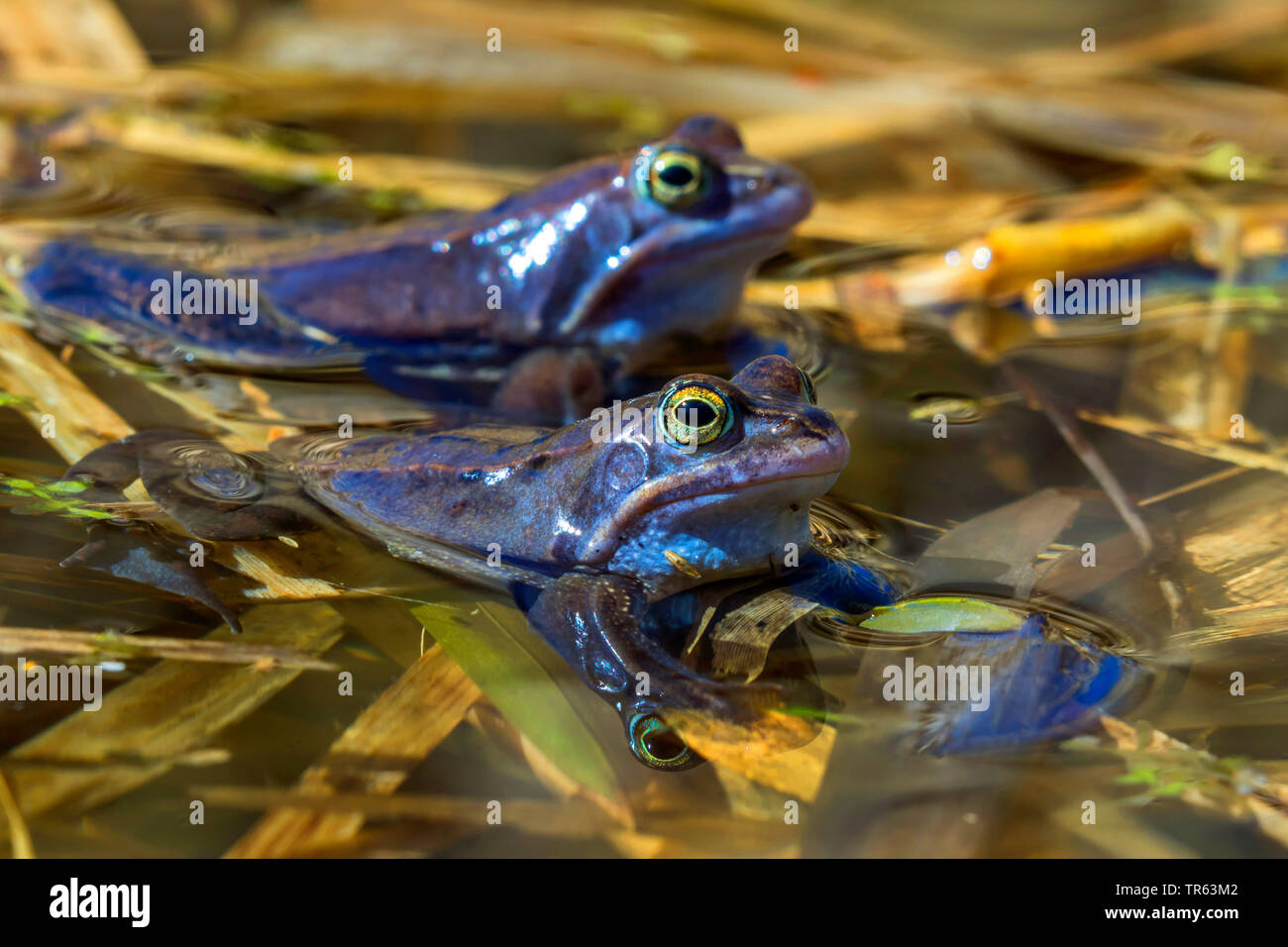 moor frog (Rana arvalis), male at water surface, Germany, Mecklenburg ...