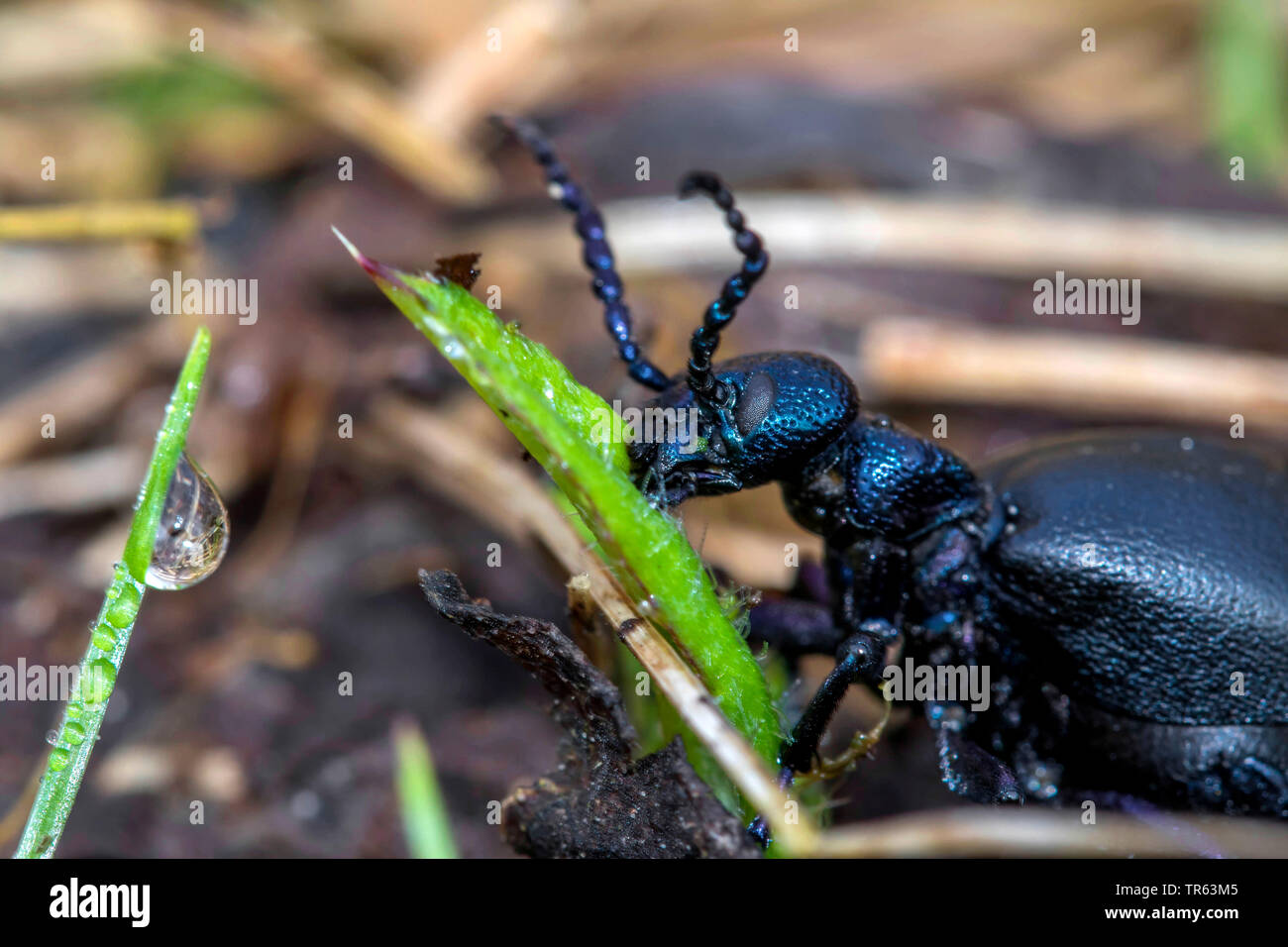 Oil beetle, Black oil beetle (Meloe proscarabaeus), male feeding on ...
