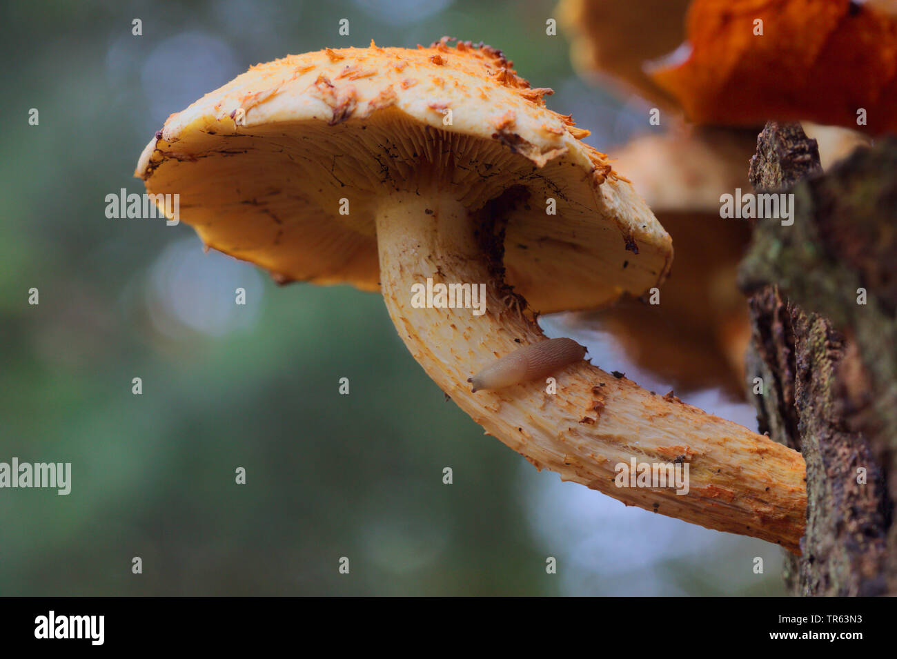 The shaggy bracket fungus hi-res stock photography and images - Alamy