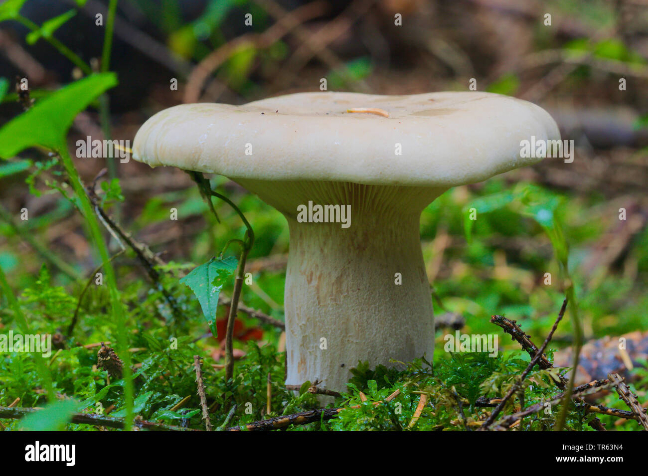 Trooping funnel, Monk's head (Clitocybe geotropa, Clitocybe maxima ...