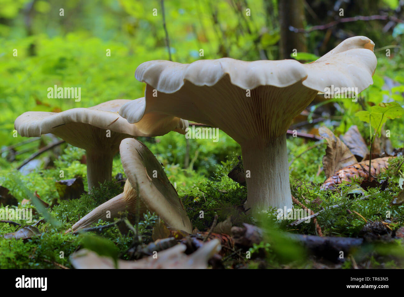 giant funnel (Leucopaxillus giganteus), Germany, North Rhine-Westphalia ...