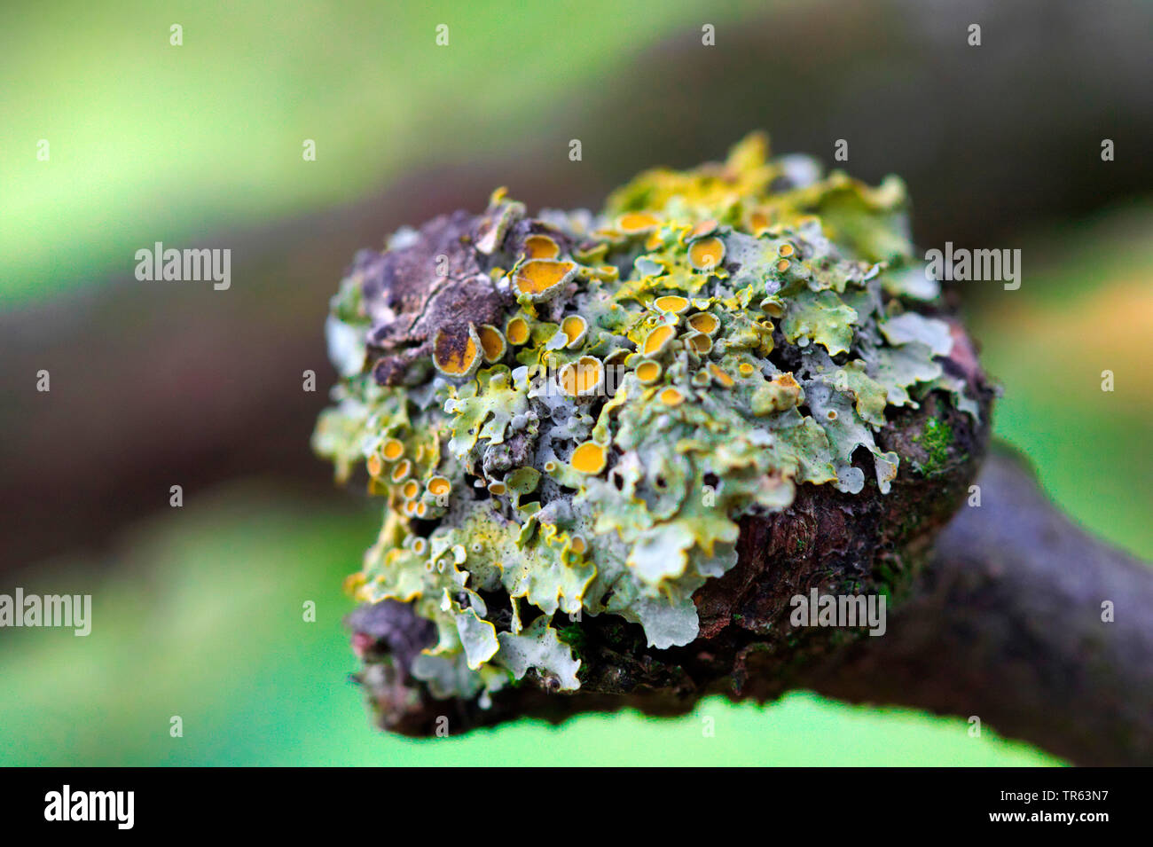 Common orange lichen, Yellow scale, Maritime sunburst lichen, Shore ...