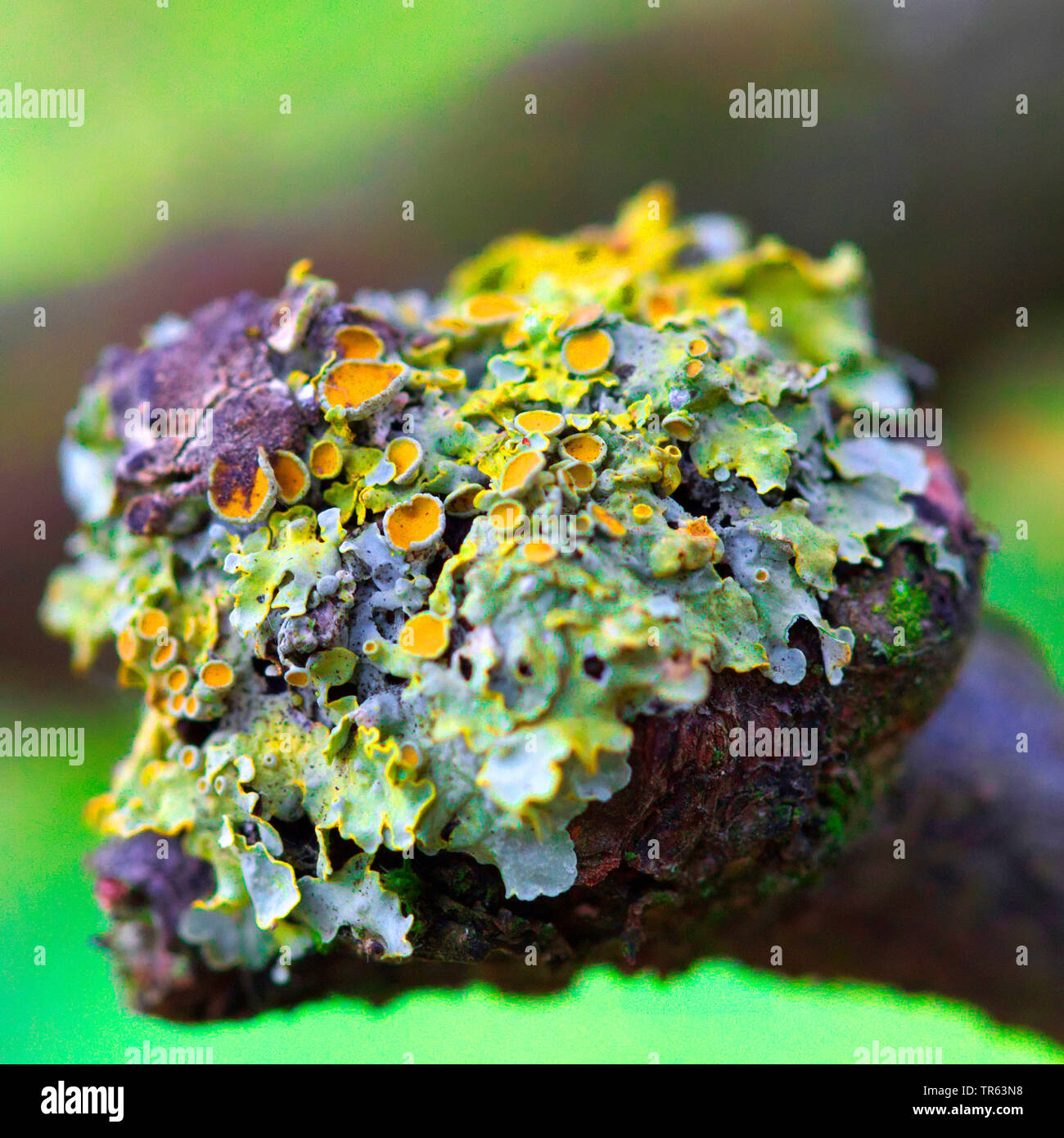 Common orange lichen, Yellow scale, Maritime sunburst lichen, Shore ...