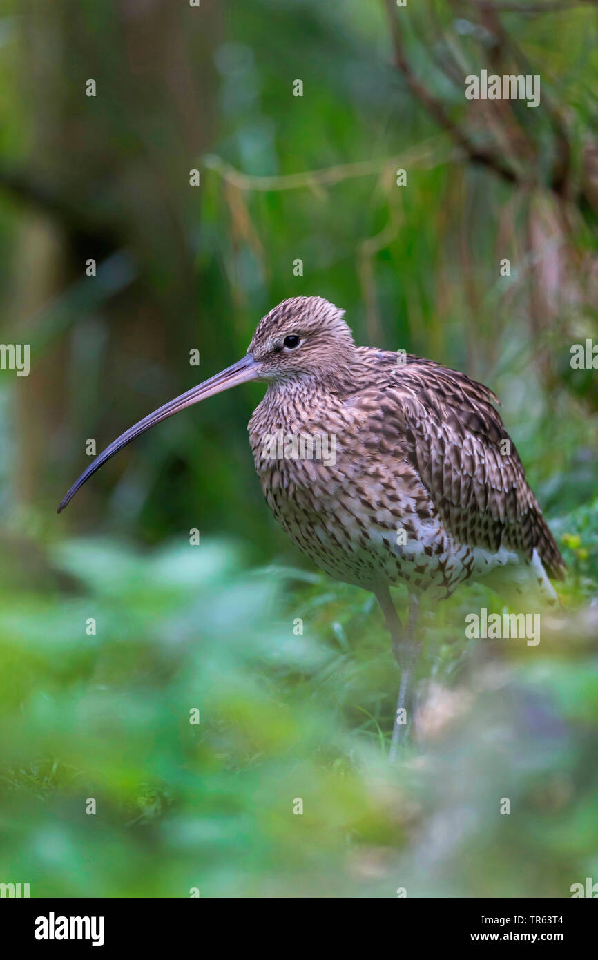 western curlew (Numenius arquata), standing in the copse, side view ...