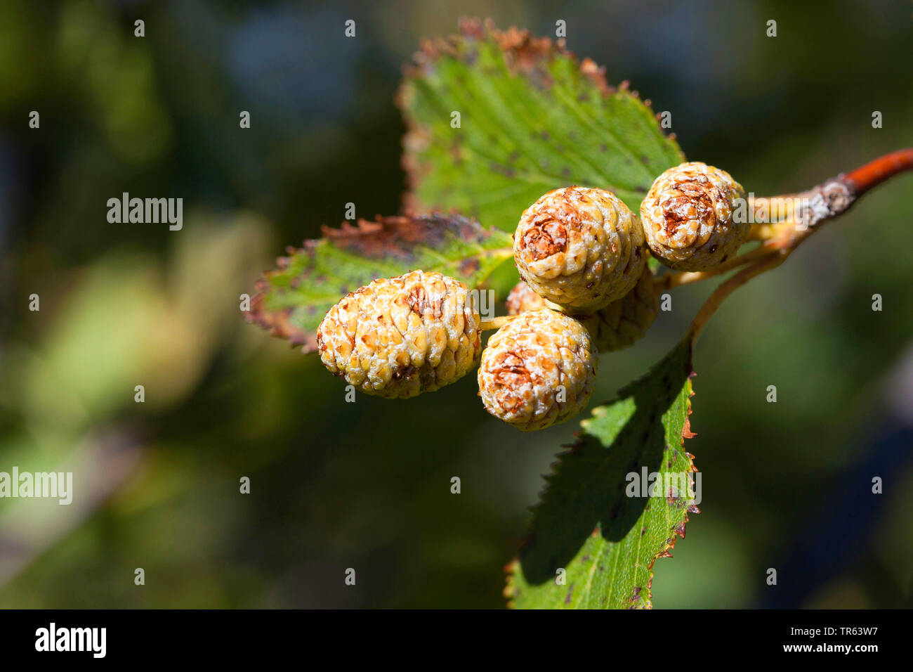 Green Alder (Alnus viridis, Alnus alnobetula), branch with fruits ...