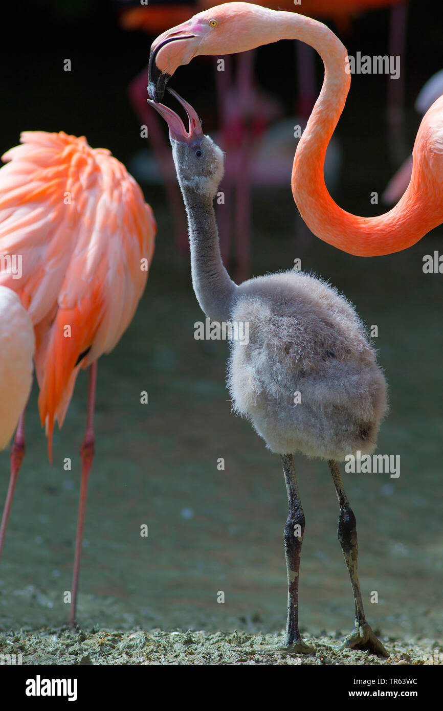 American Flamingos Food