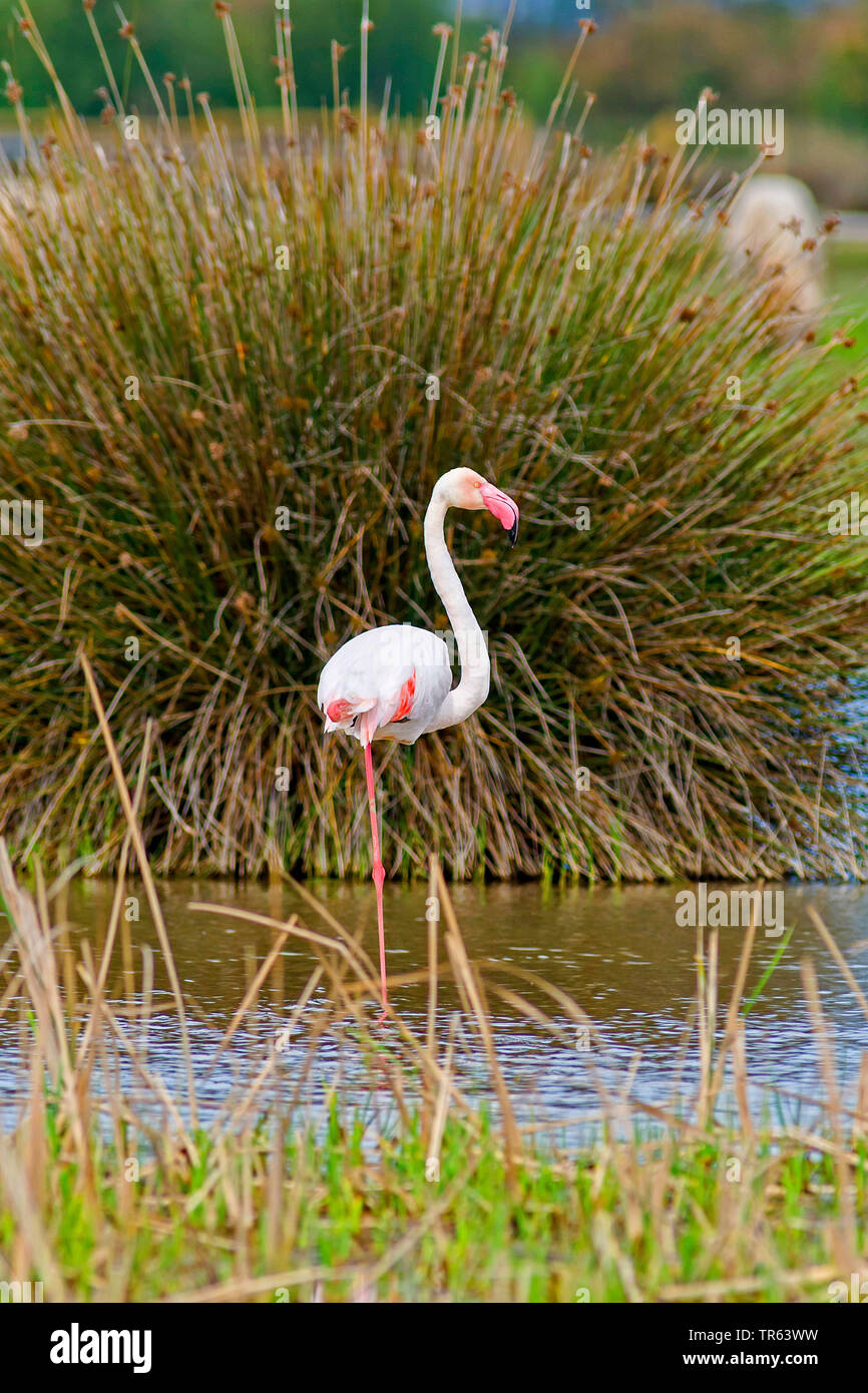 Flamingo bird standing on one leg hi-res stock photography and images ...