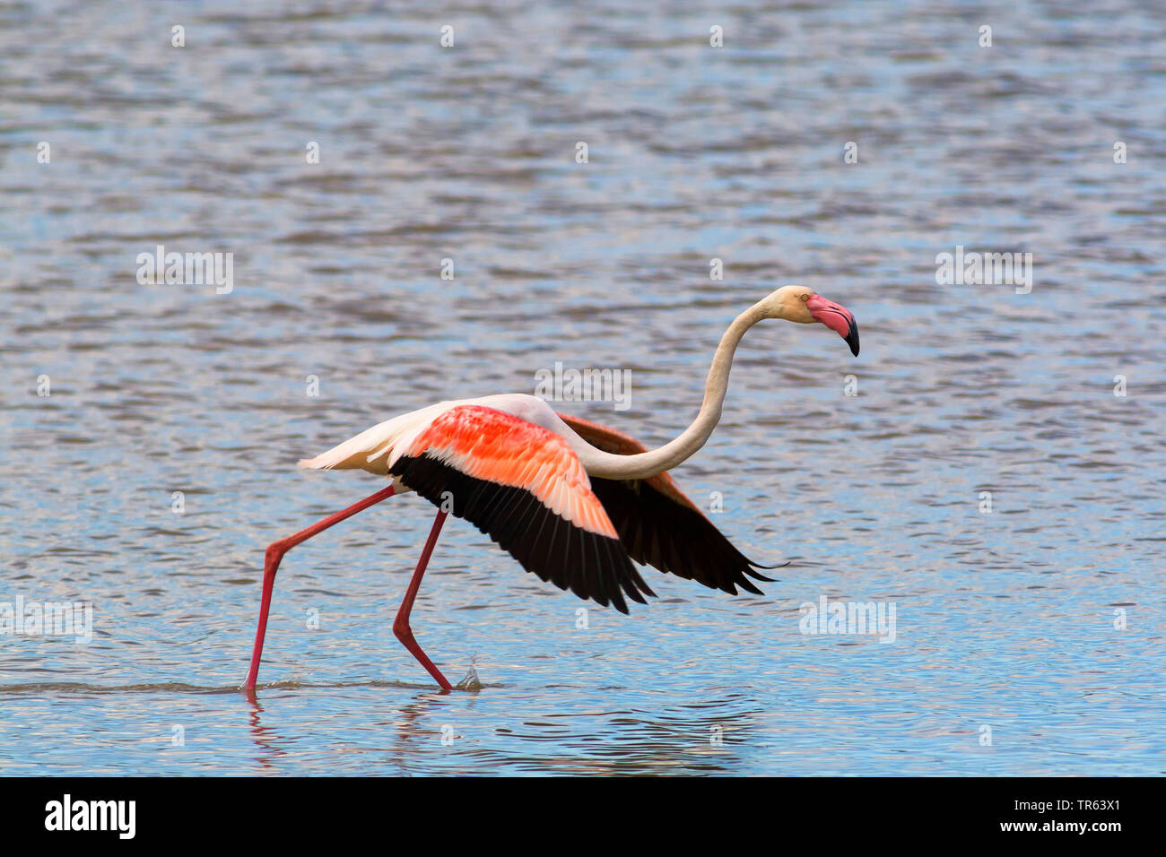 Flamingo flap wings hi-res stock photography and images - Alamy