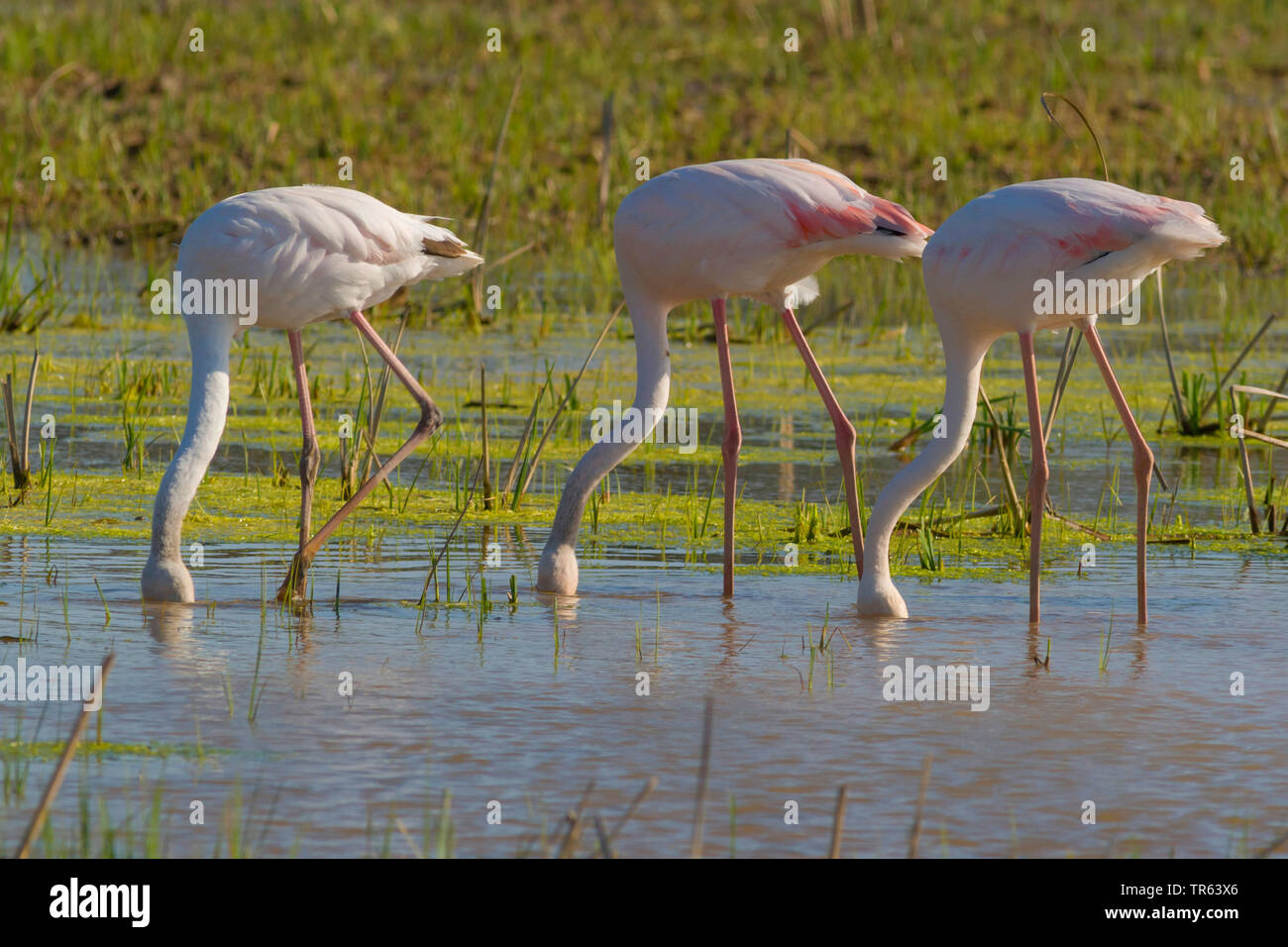 Three adults and water hi-res stock photography and images - Alamy