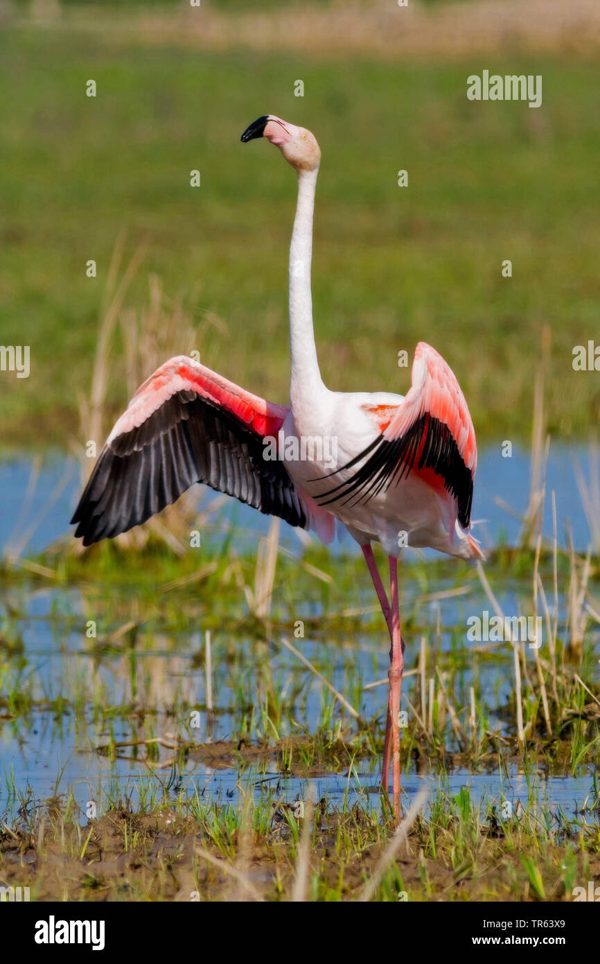 Birds in marsh hi-res stock photography and images - Alamy