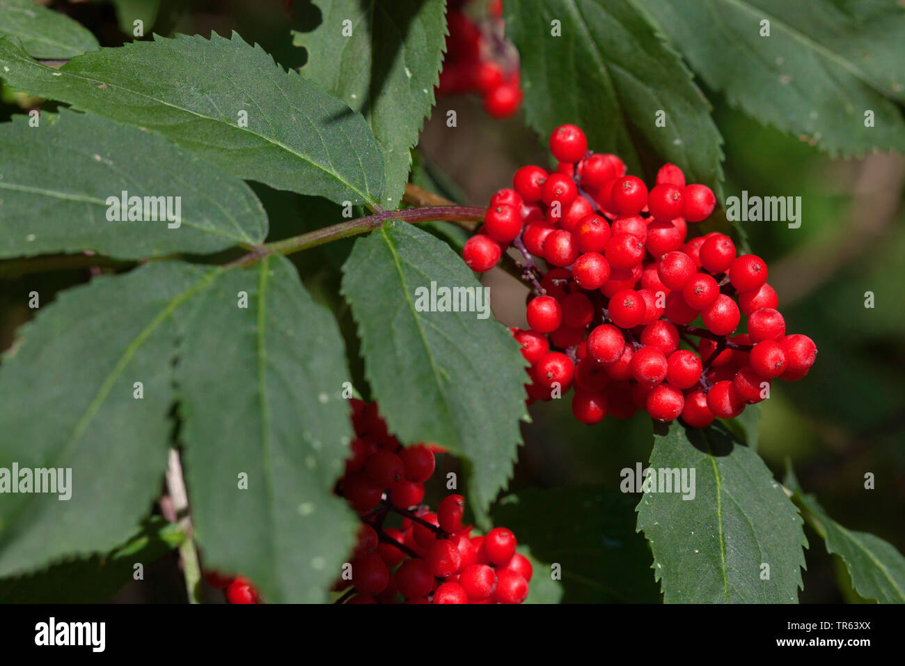 European red elder (Sambucus racemosa), fruiting branch, Germany Stock ...