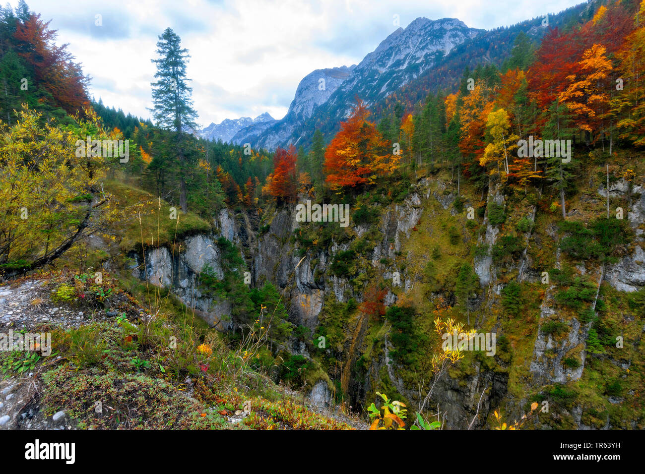 Small Ahornboden, Valley of Johannes, Karwendel mountain, Eng, Austria ...