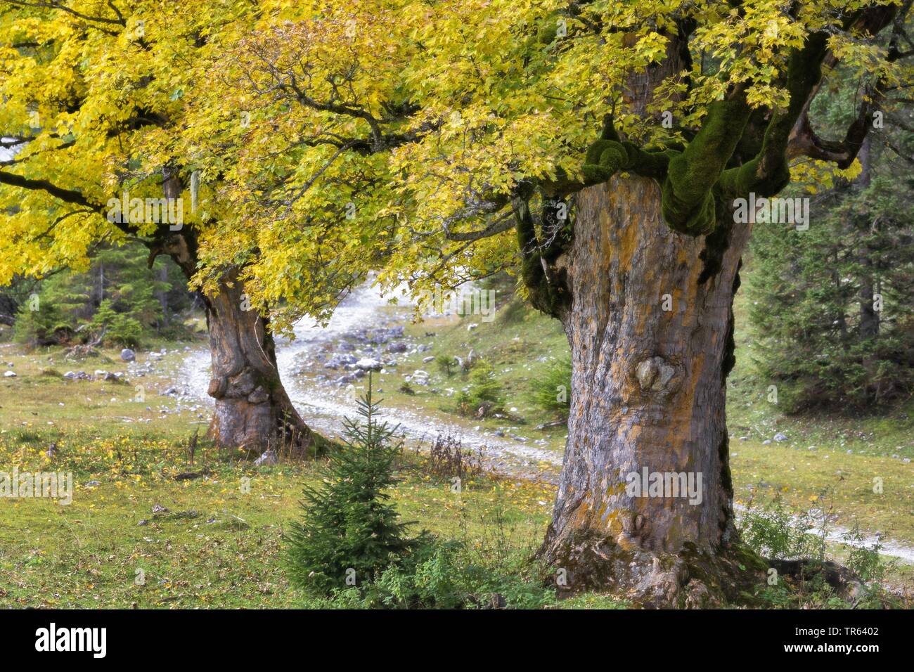 Botany sycamore in mountain hi-res stock photography and images - Alamy