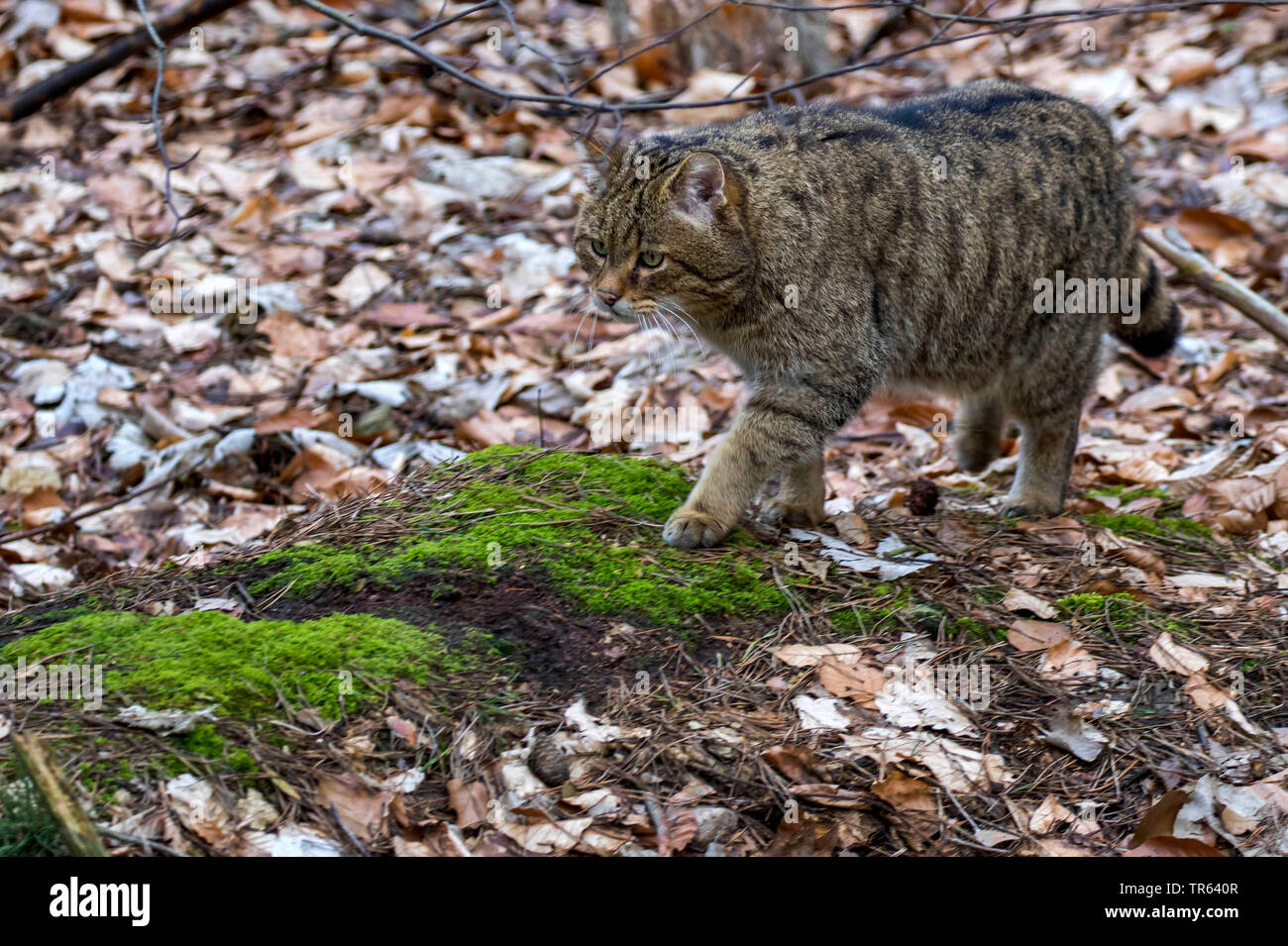 Wildcat ranges hi-res stock photography and images - Alamy
