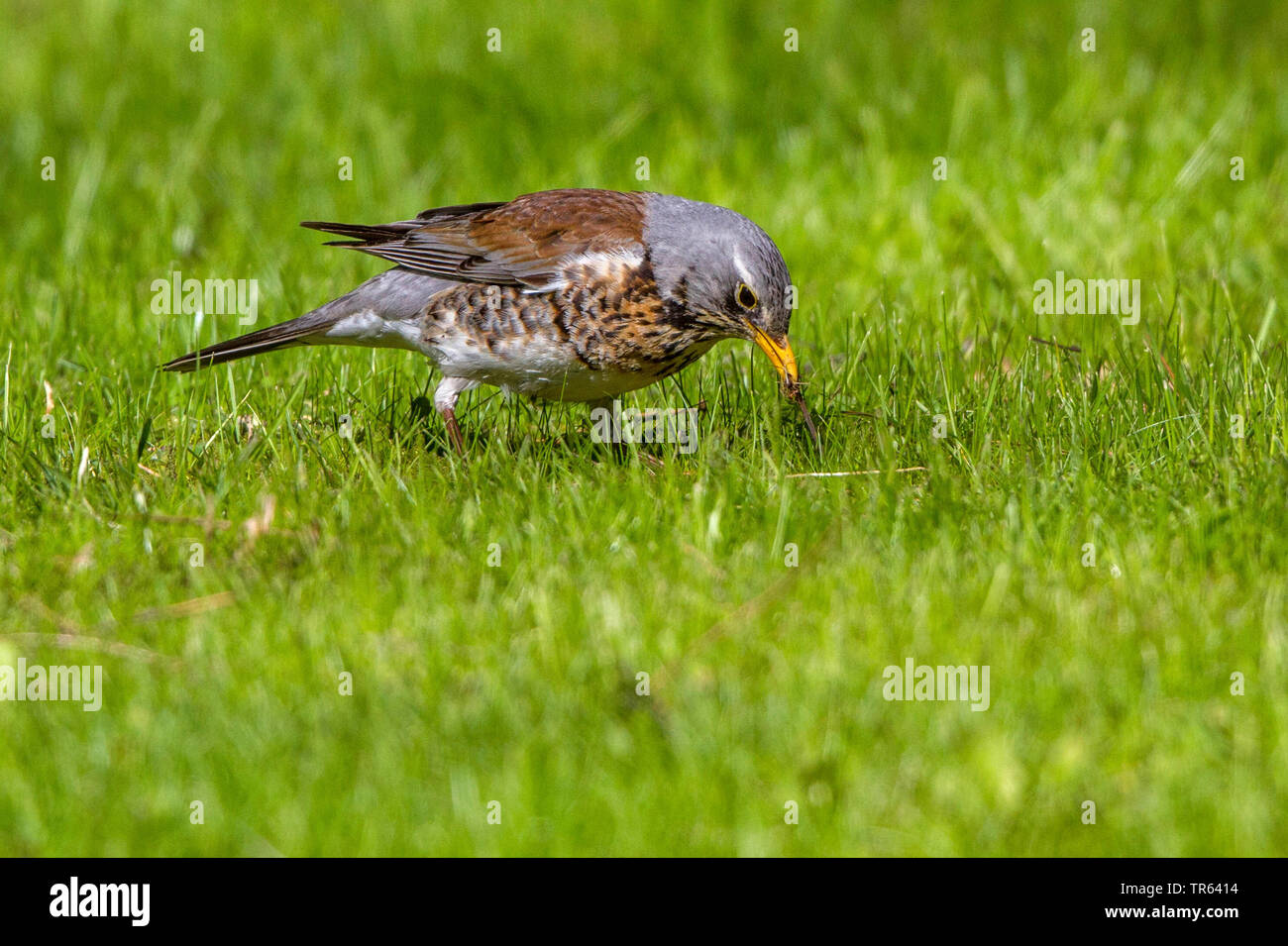 Scandinavian thrush hi-res stock photography and images - Alamy