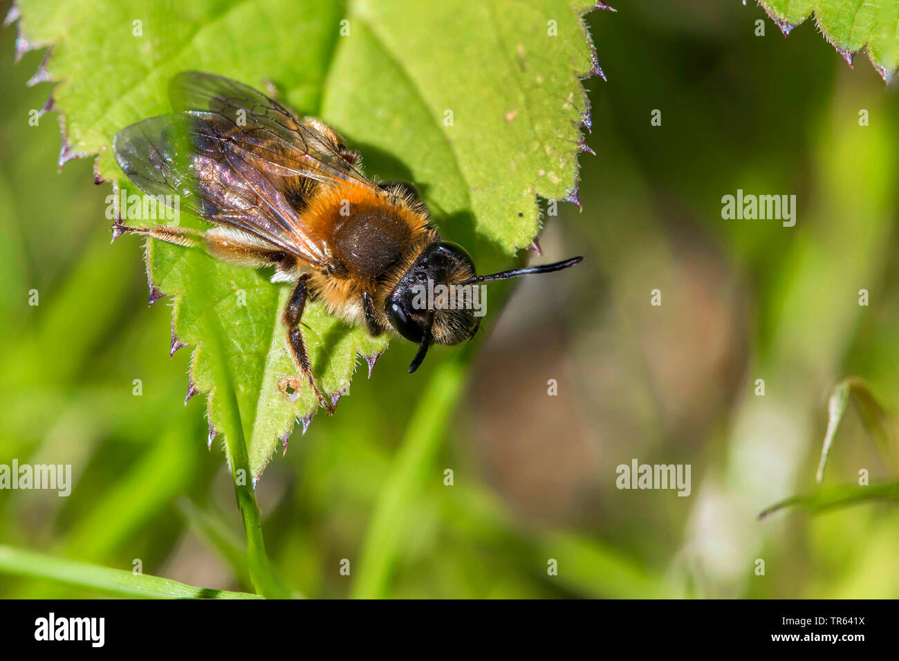 Buffish mining-bee (Andrena nigroaenea), sitting on a leaf, vie from ...