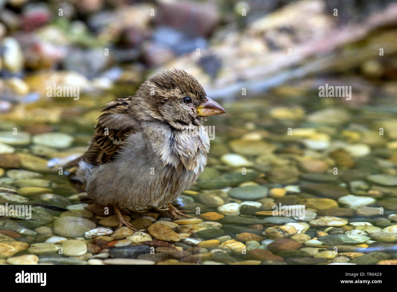 house sparrow (Passer domesticus), female bathing in shallow water ...