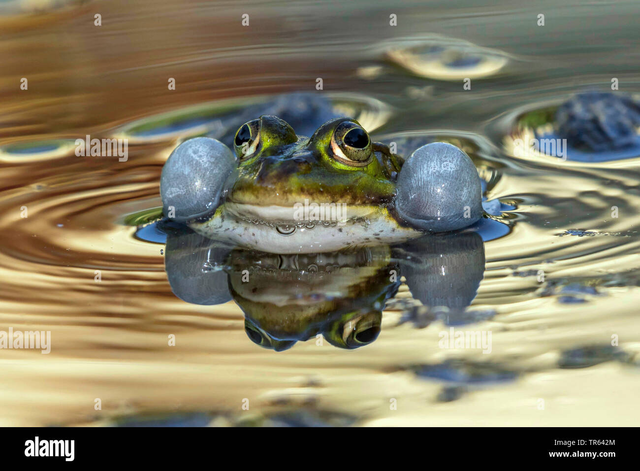 Male common frog hi-res stock photography and images - Alamy