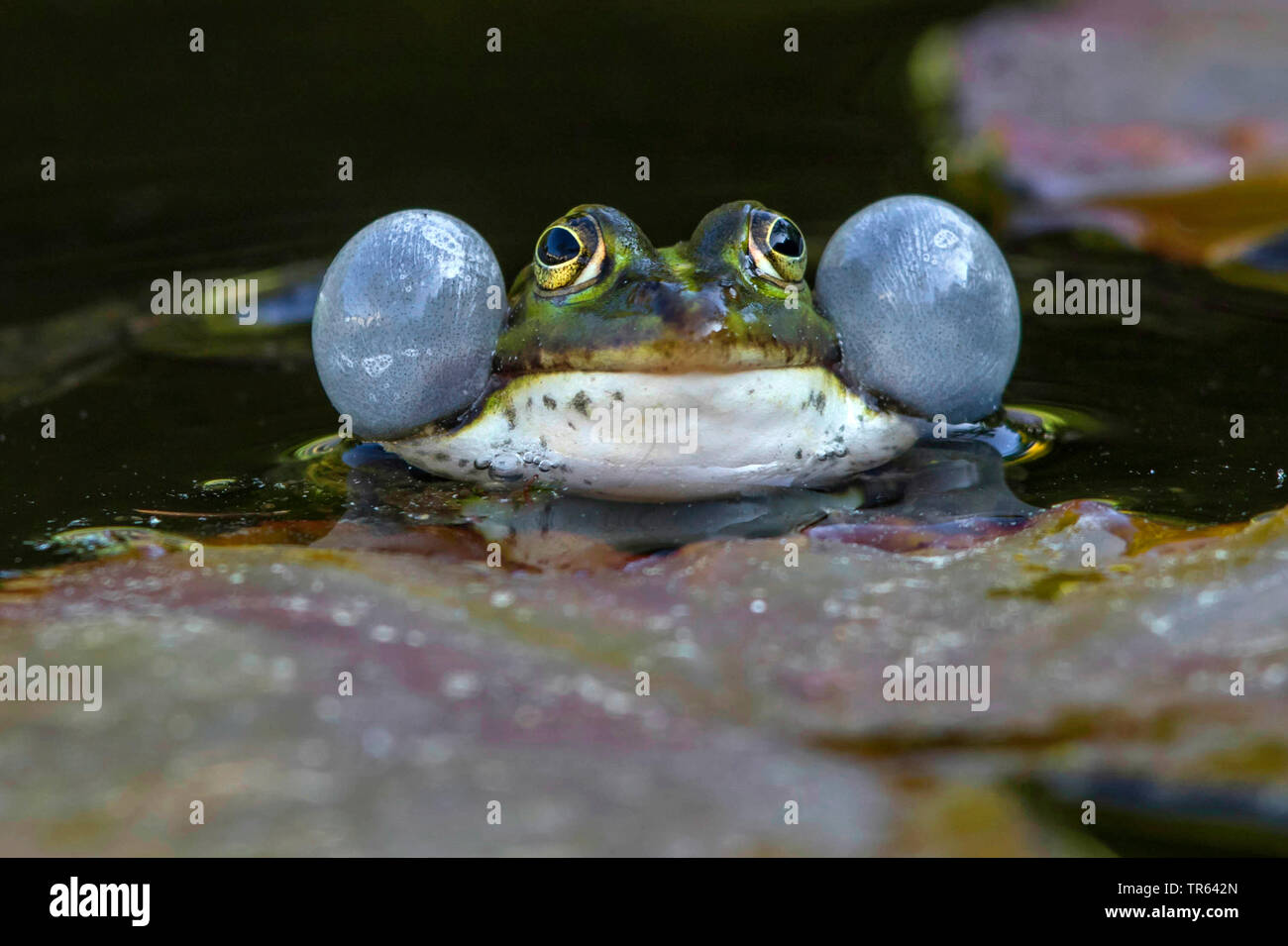 European edible frog, common edible frog (Rana kl. esculenta, Rana ...