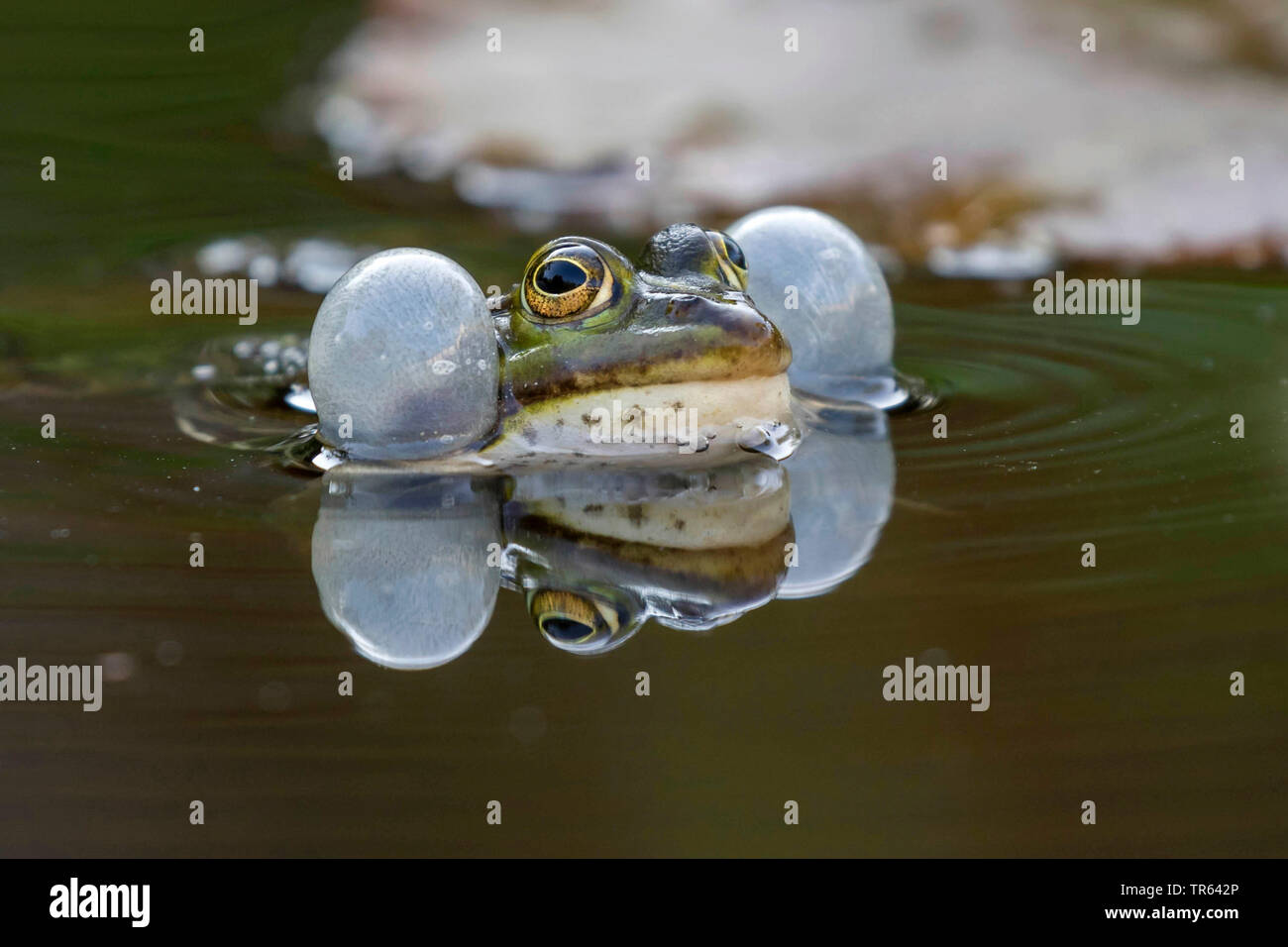 European edible frog, common edible frog (Rana kl. esculenta, Rana ...