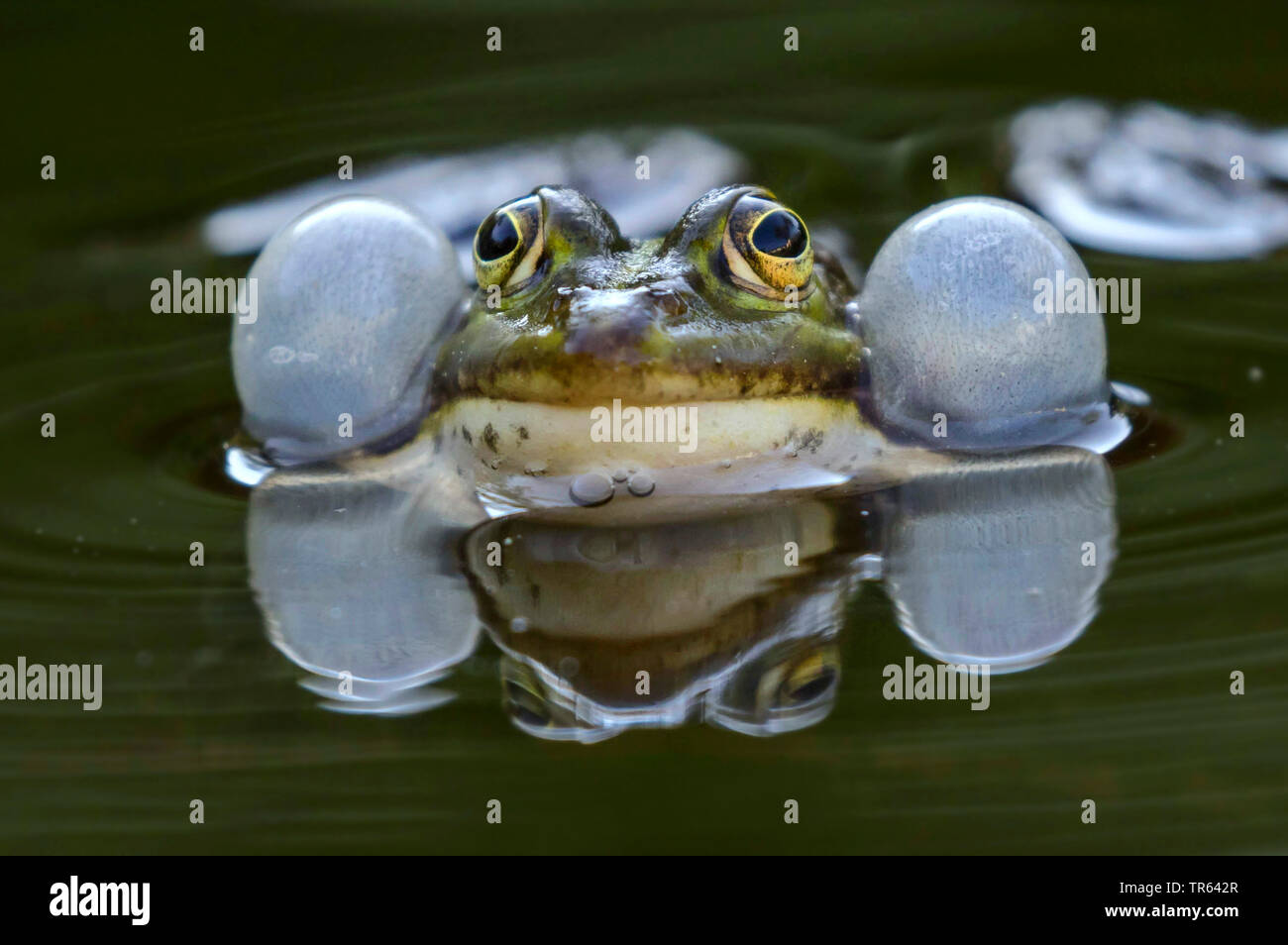 European edible frog, common edible frog (Rana kl. esculenta, Rana ...