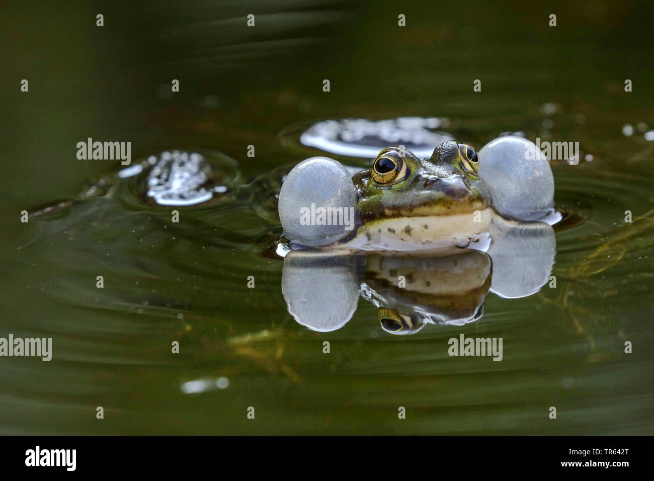 European edible frog, common edible frog (Rana kl. esculenta, Rana ...