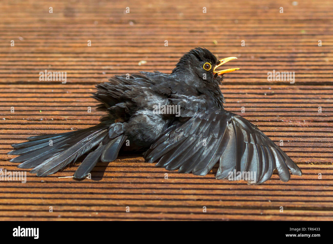 blackbird (Turdus merula), male sunbathing on the wooden terrace, side ...