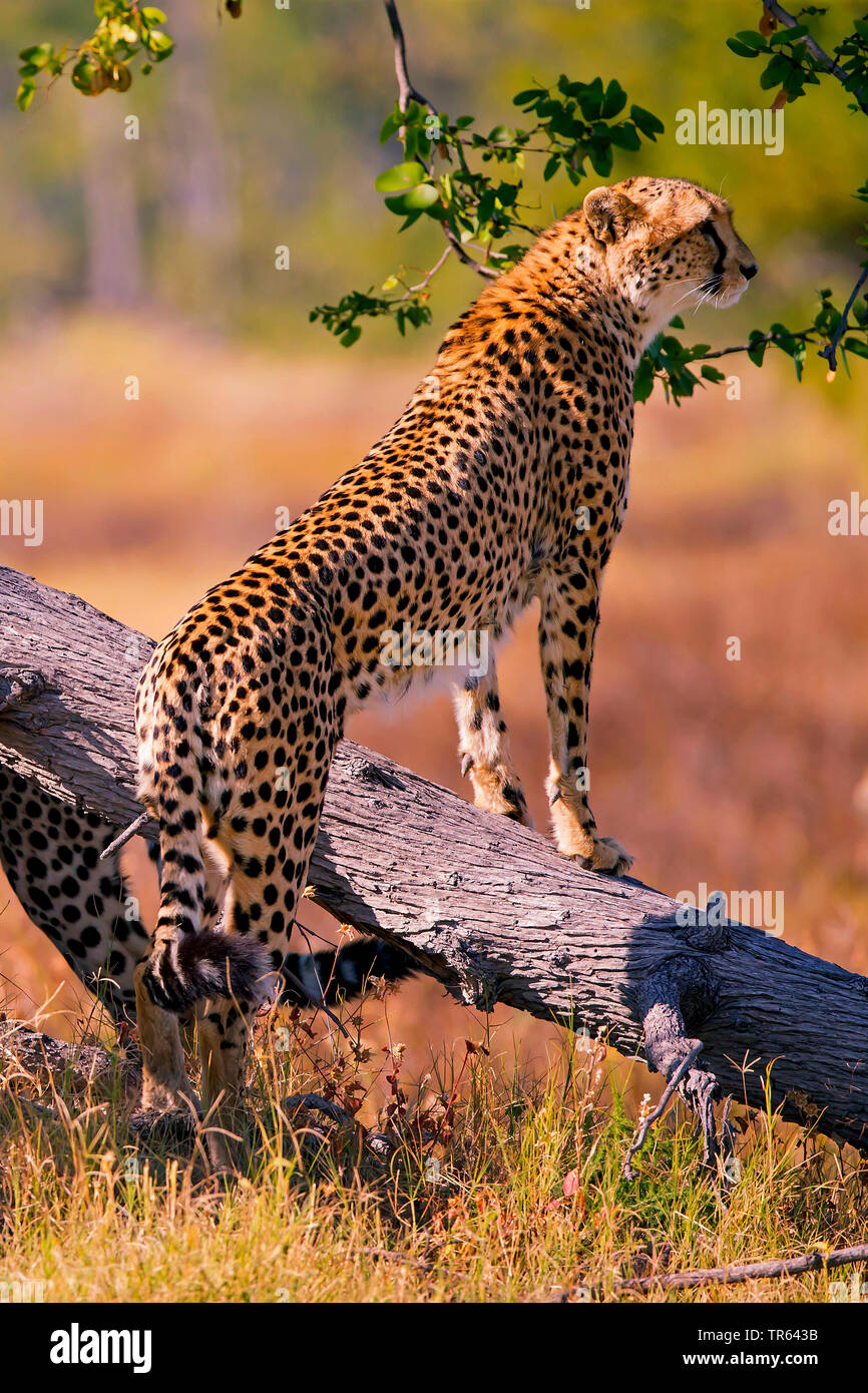 Cheetah on a trunk hi-res stock photography and images - Alamy
