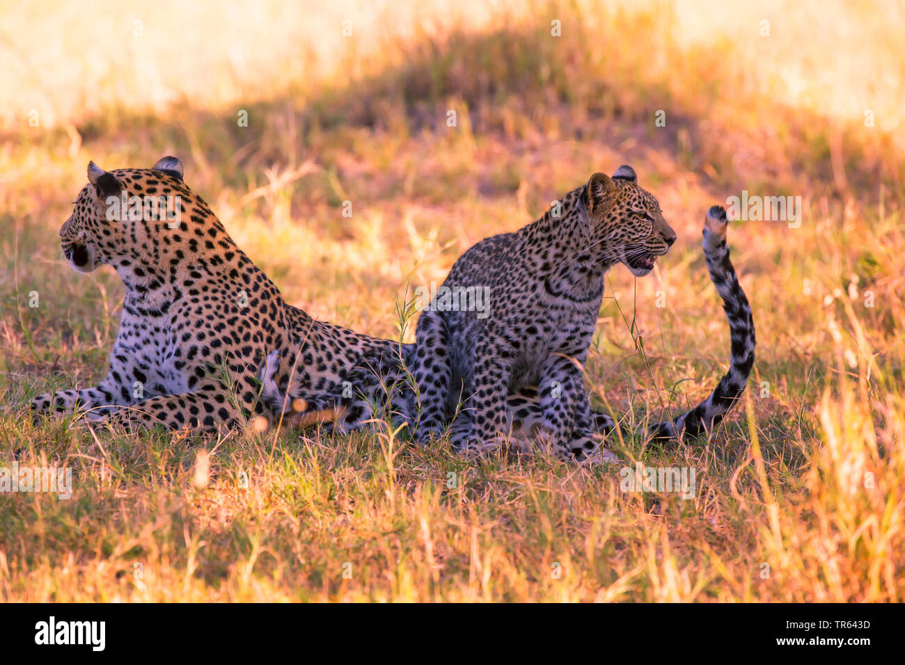 leopard (Panthera pardus), leopardess resting with a young animal in ...