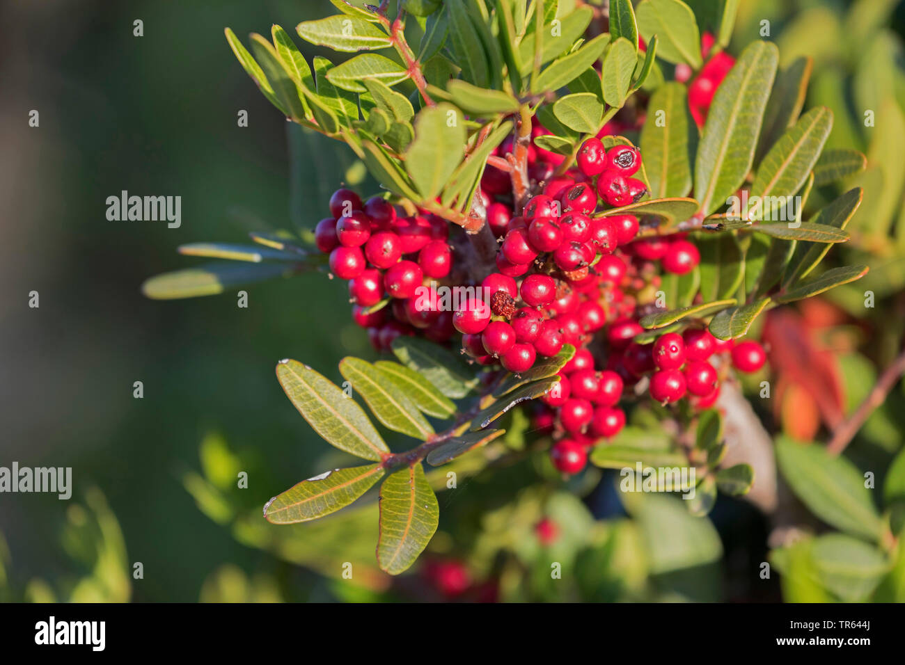 Mastic tree hi-res stock photography and images - Alamy