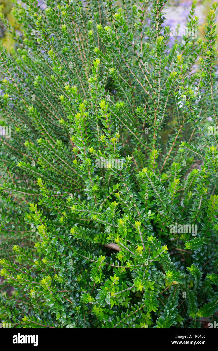 Botany shrubs myrtaceae myrtle hi-res stock photography and images - Alamy