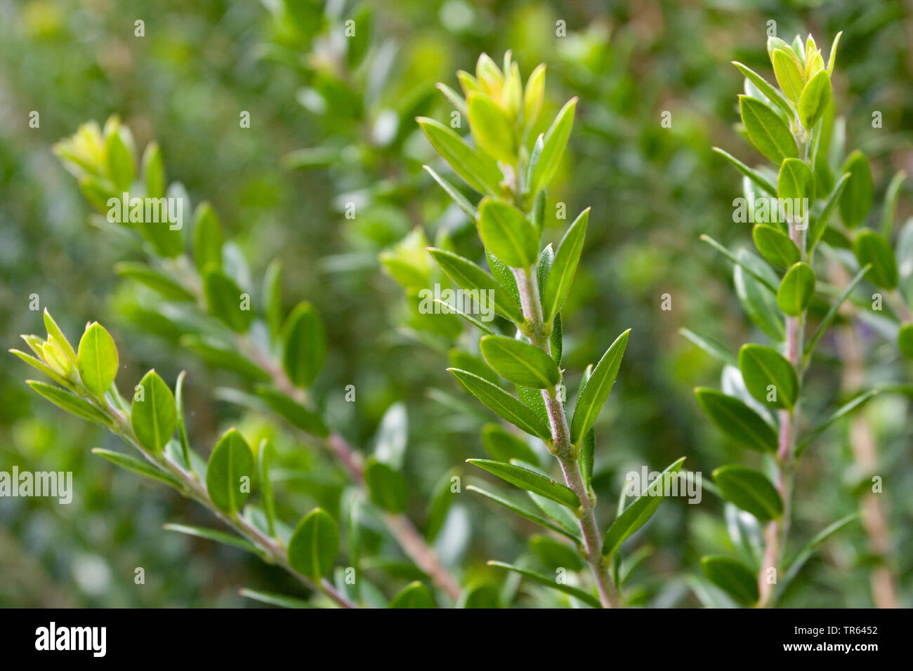 myrtle (Myrtus communis), branches, Spain Stock Photo - Alamy