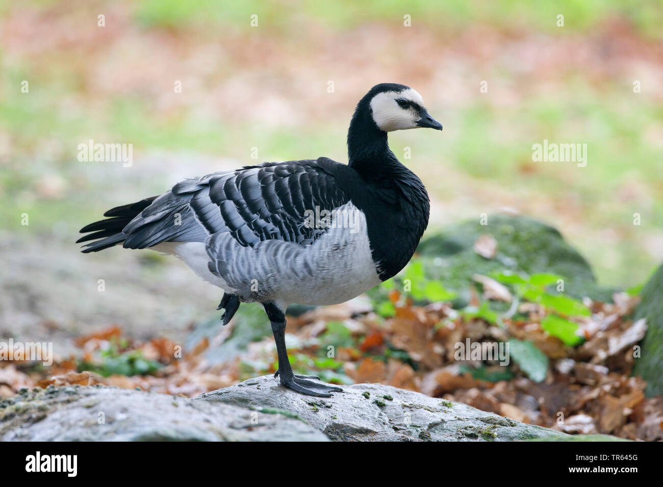 barnacle goose (Branta leucopsis), standing on a stone and stretching ...