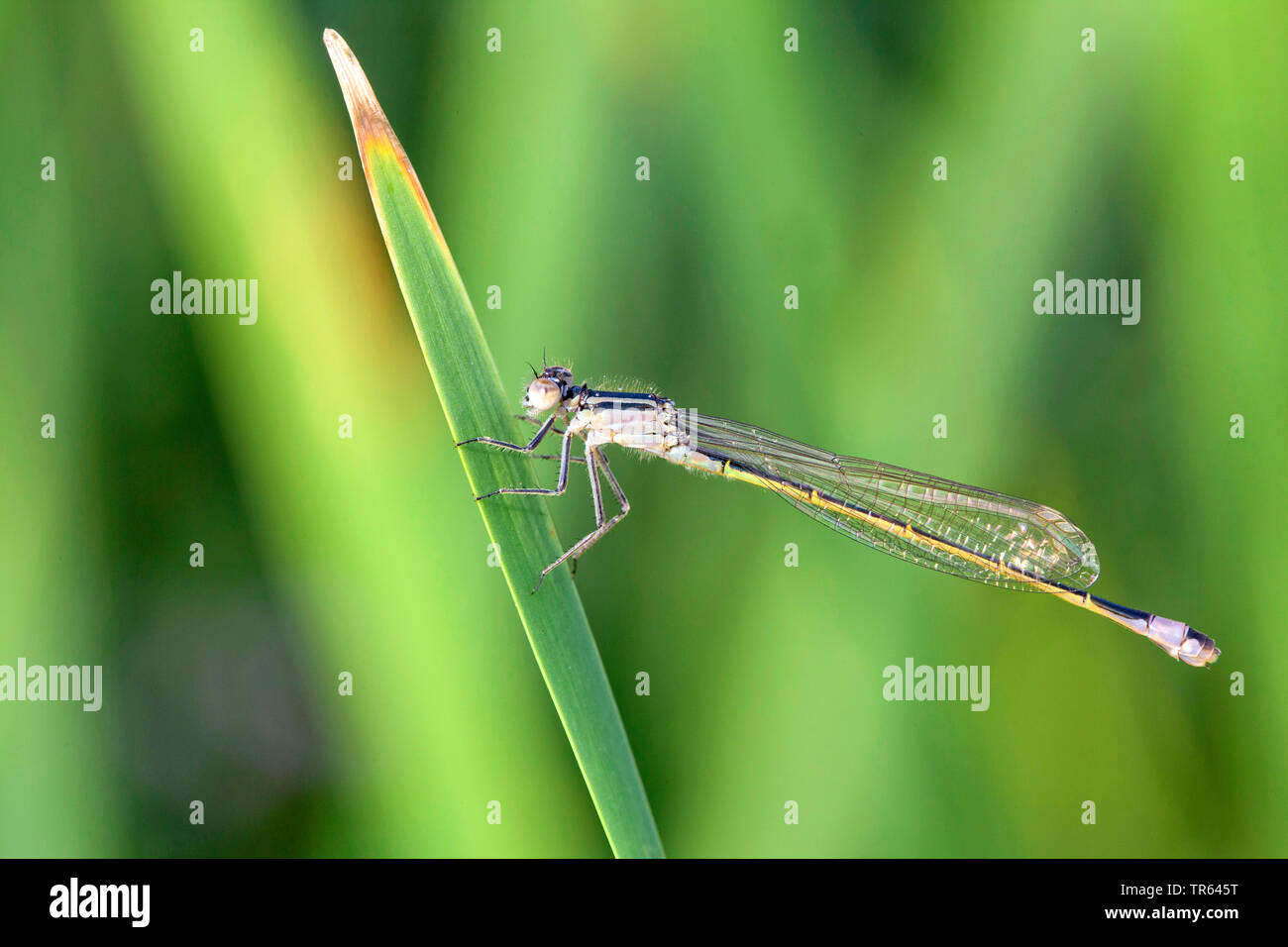 common ischnura, blue-tailed damselfly (Ischnura elegans), female ...