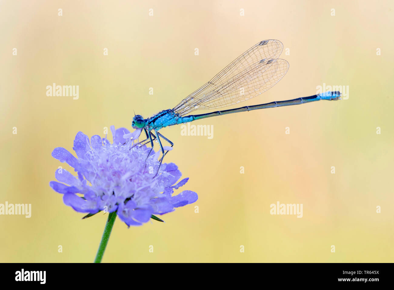 Flower and common ischnura hi-res stock photography and images - Alamy