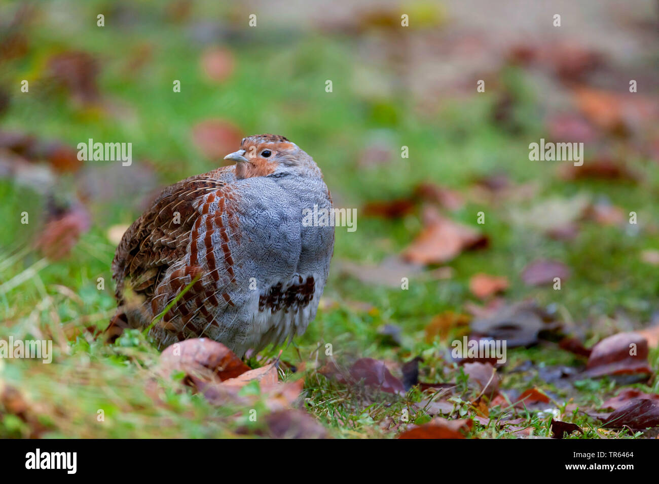 grey partridge (Perdix perdix), sitting pranced on the ground, side ...