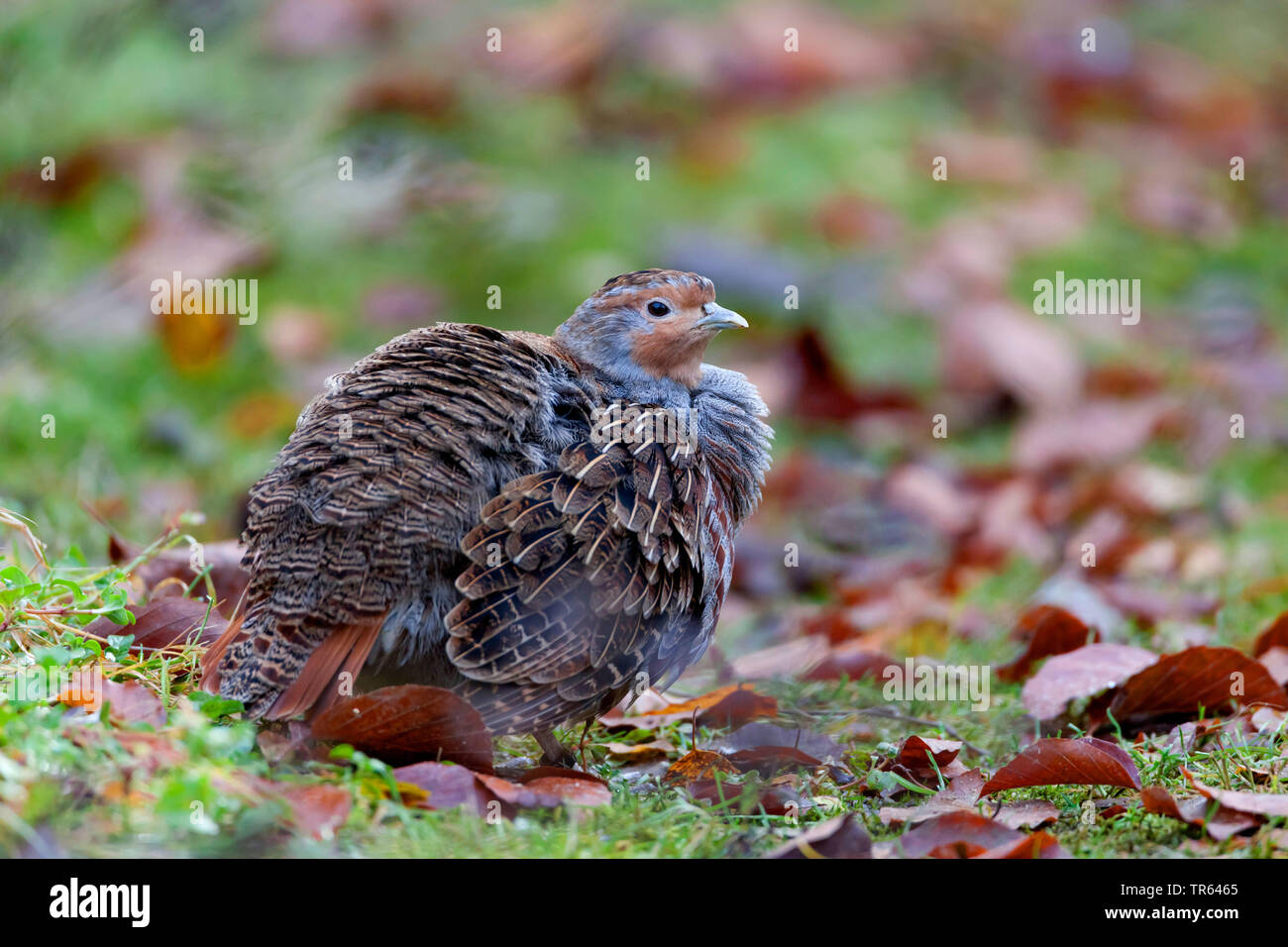 grey partridge (Perdix perdix), sitting pranced on the ground, side ...